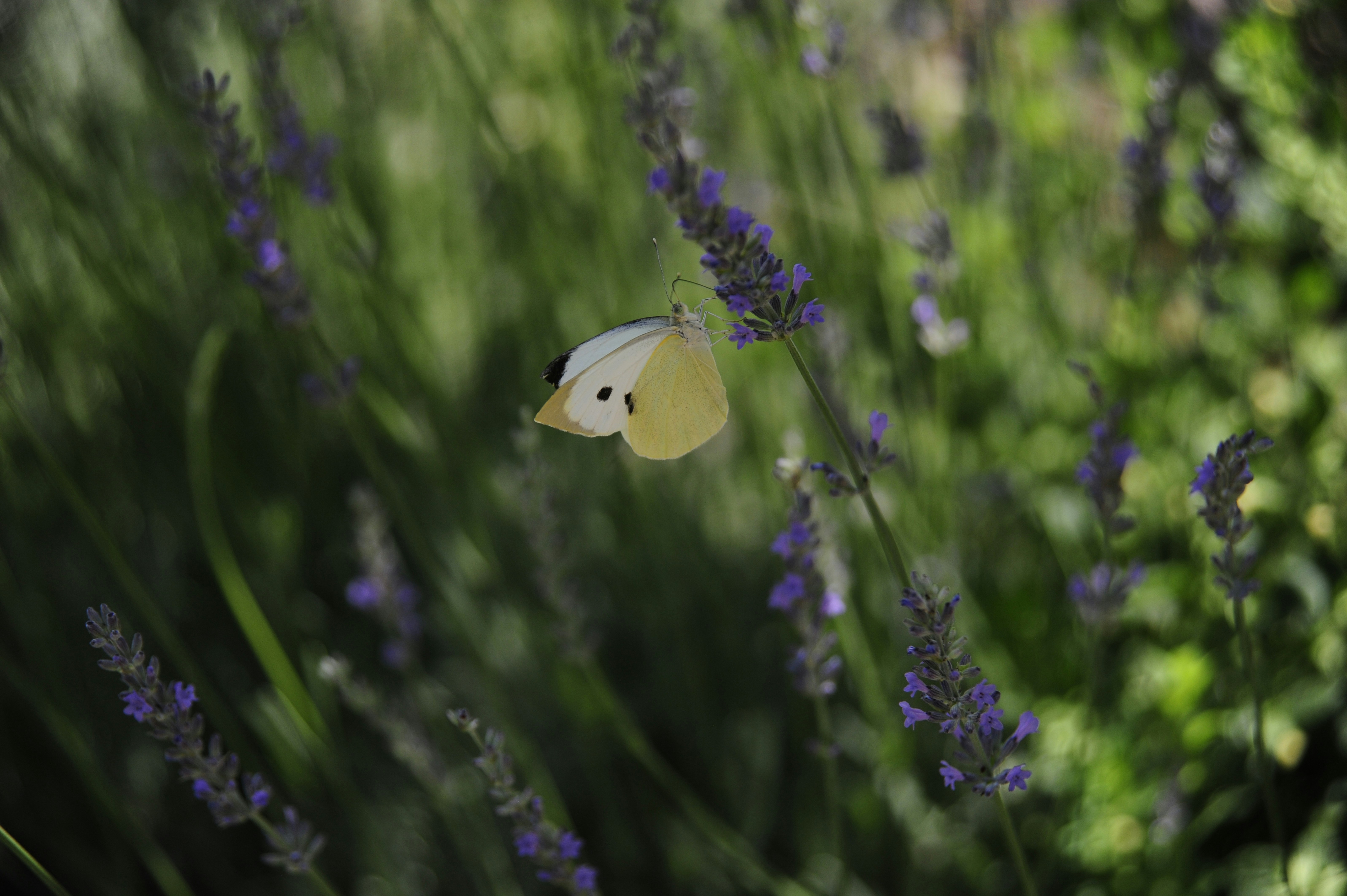 Ephemeral Wings Among Lavender: A Quiet Meadow Moment