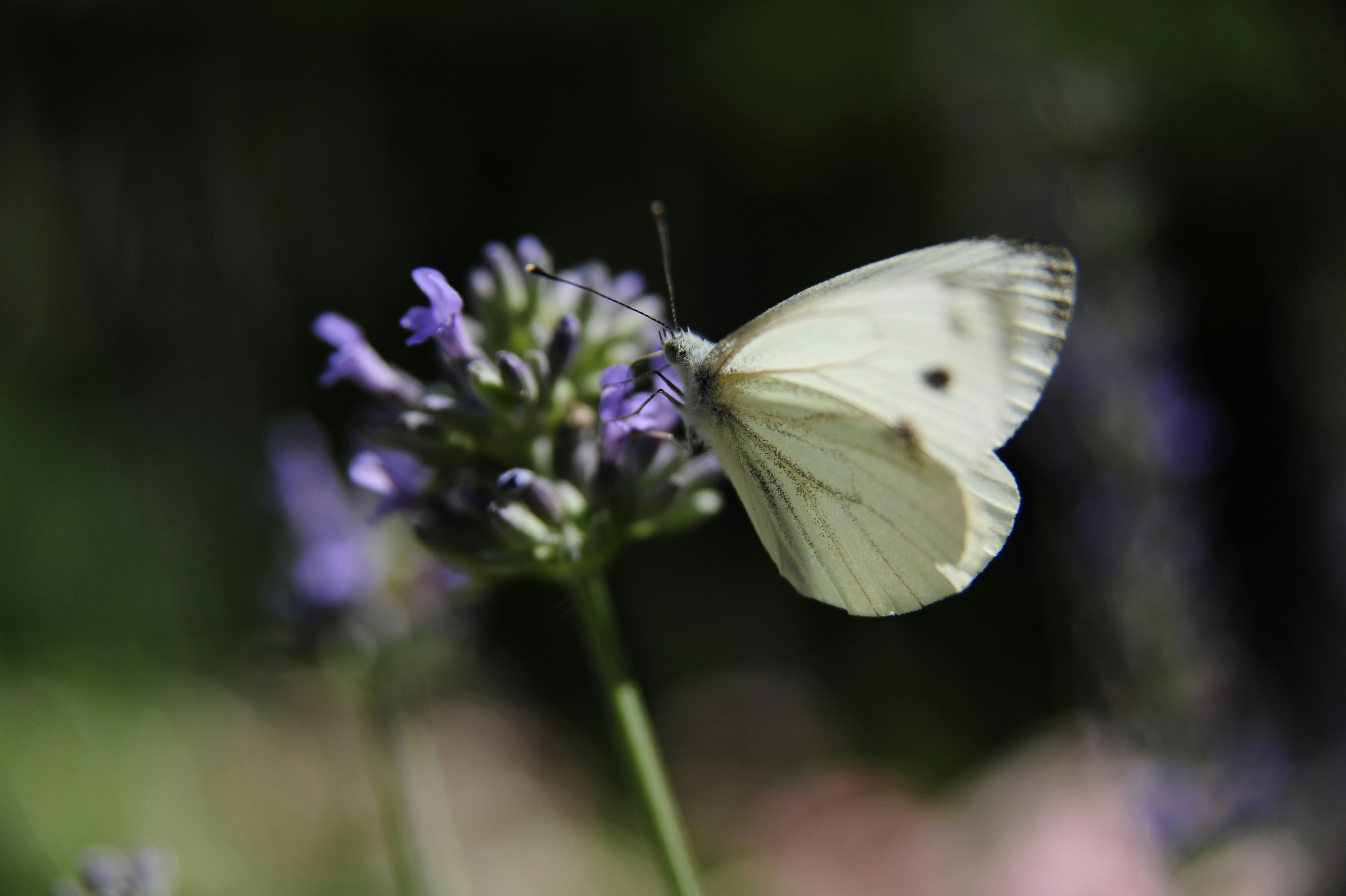 Whispers of Nature: The Delicate Dance of a Butterfly