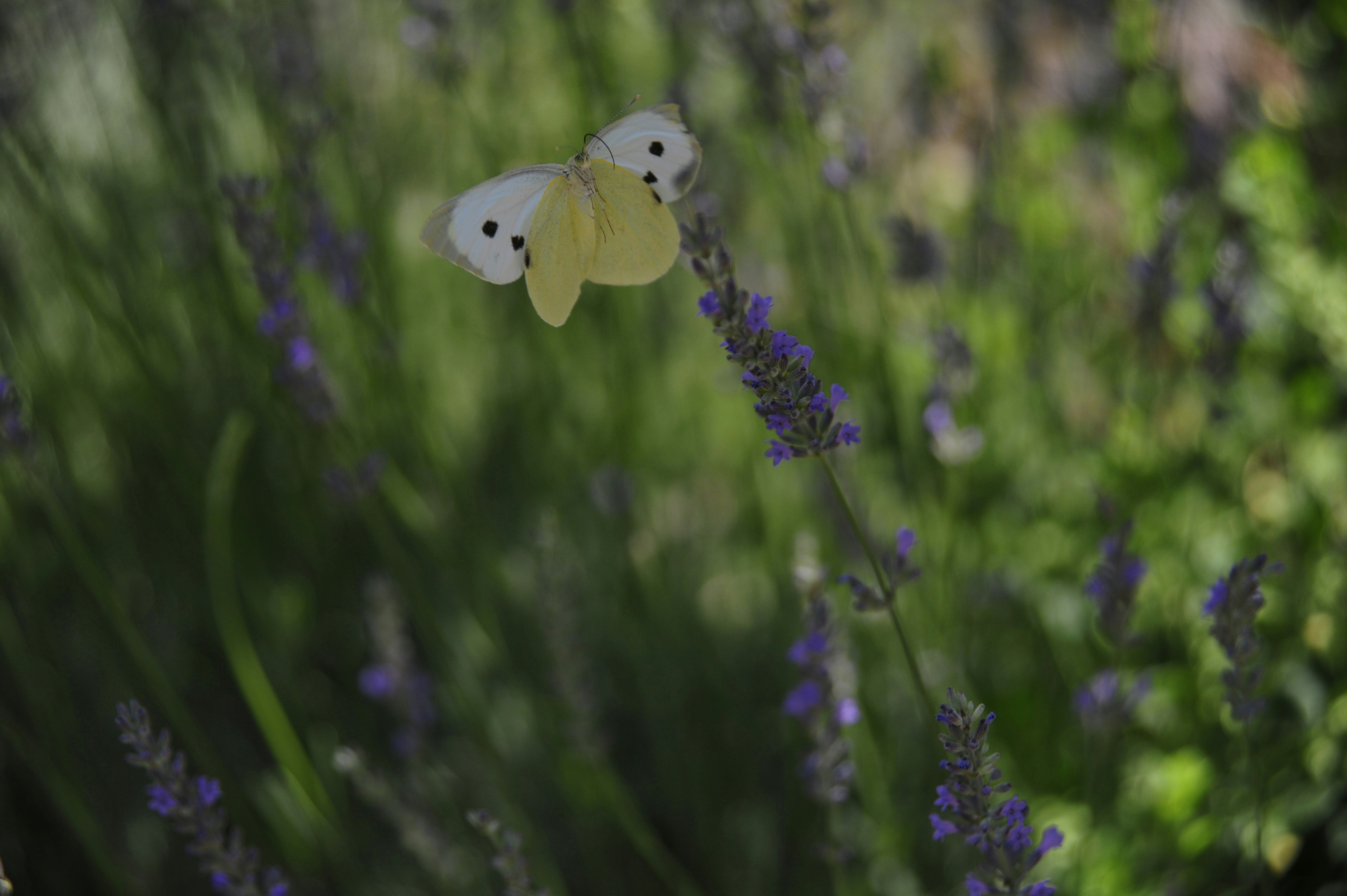 White butterfly on lavender stem in a sunlit meadow