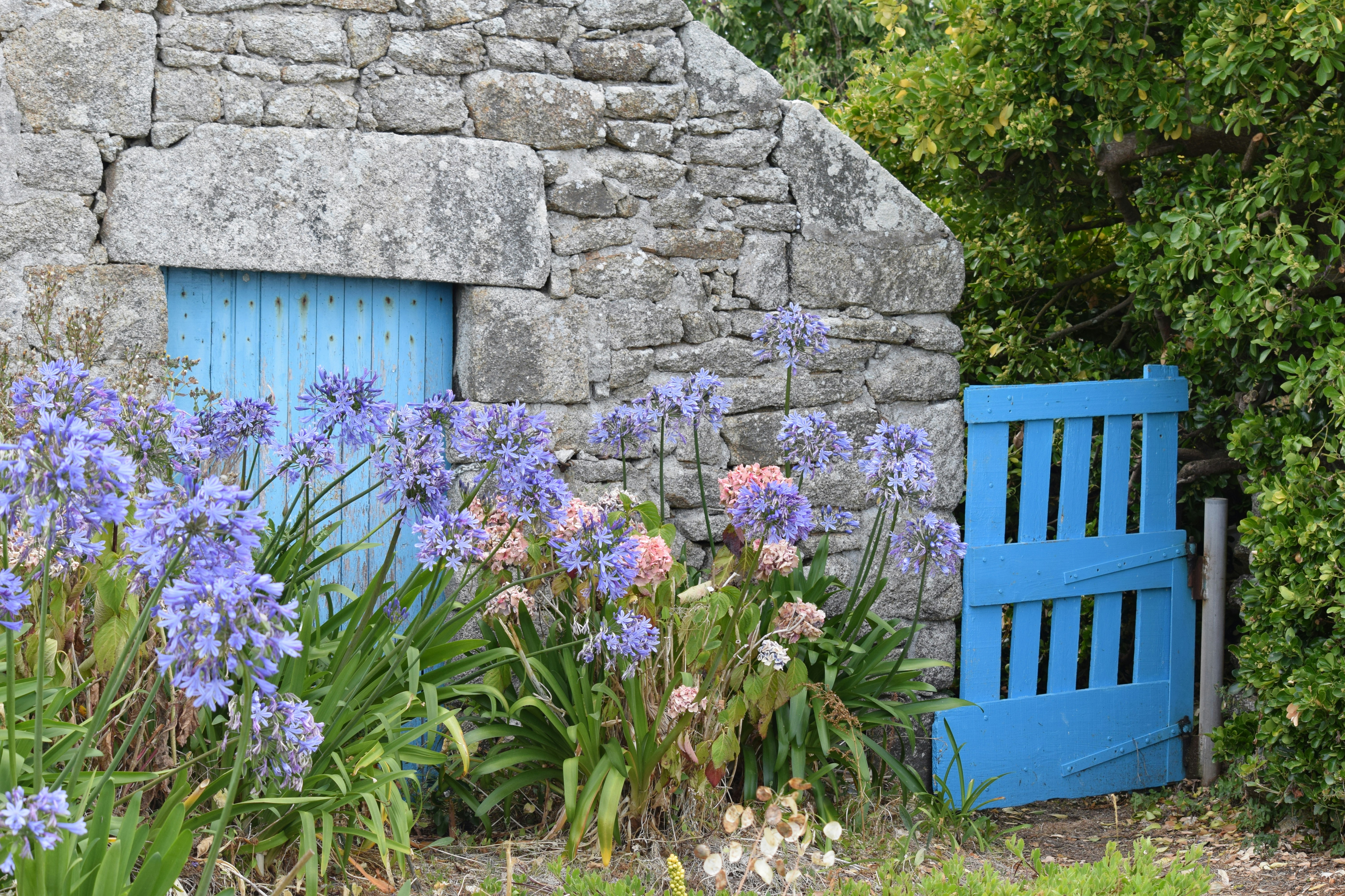 Azure Gate Amid Purple Agapanthus