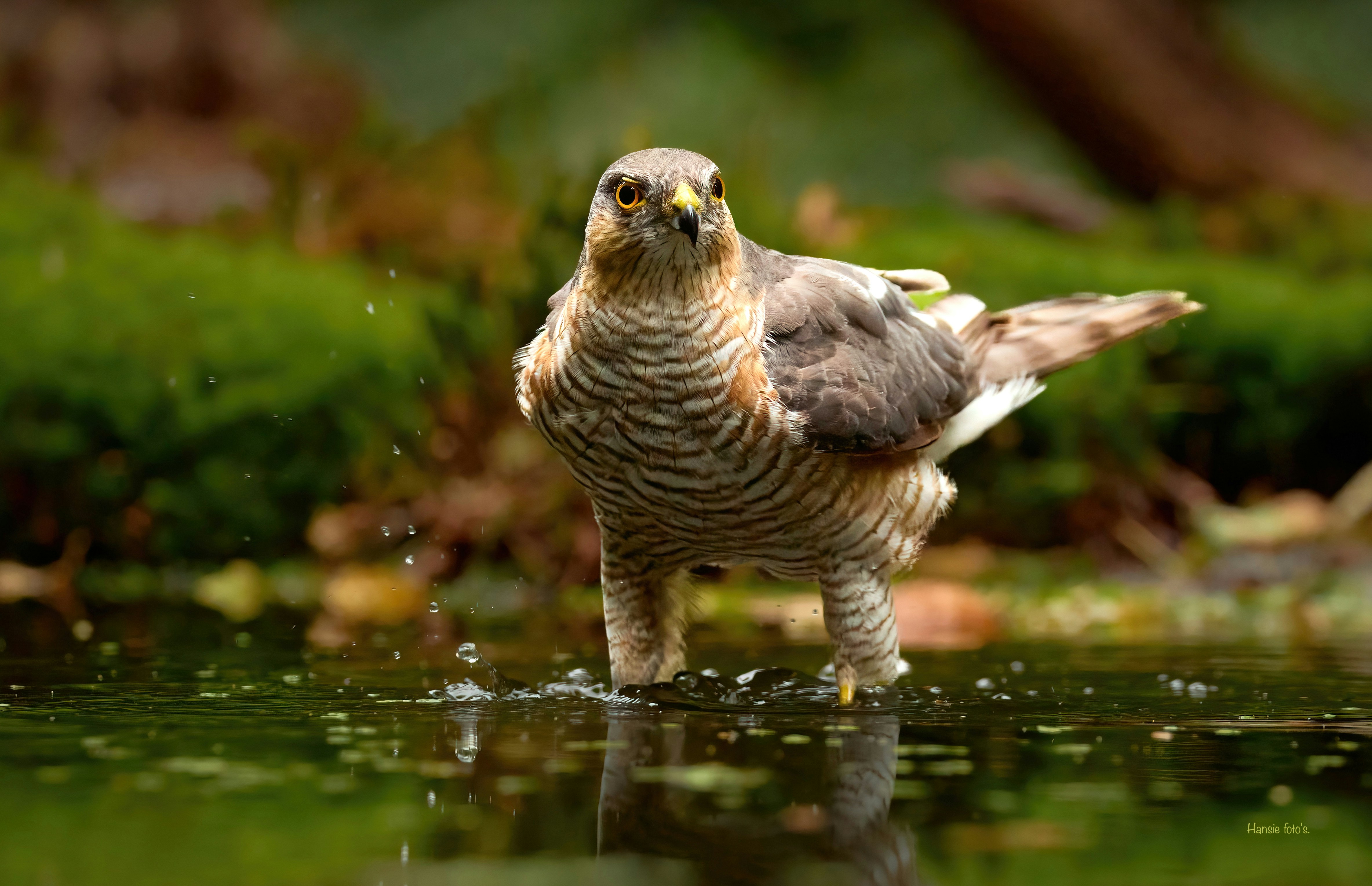 The Water's Edge Sentinel