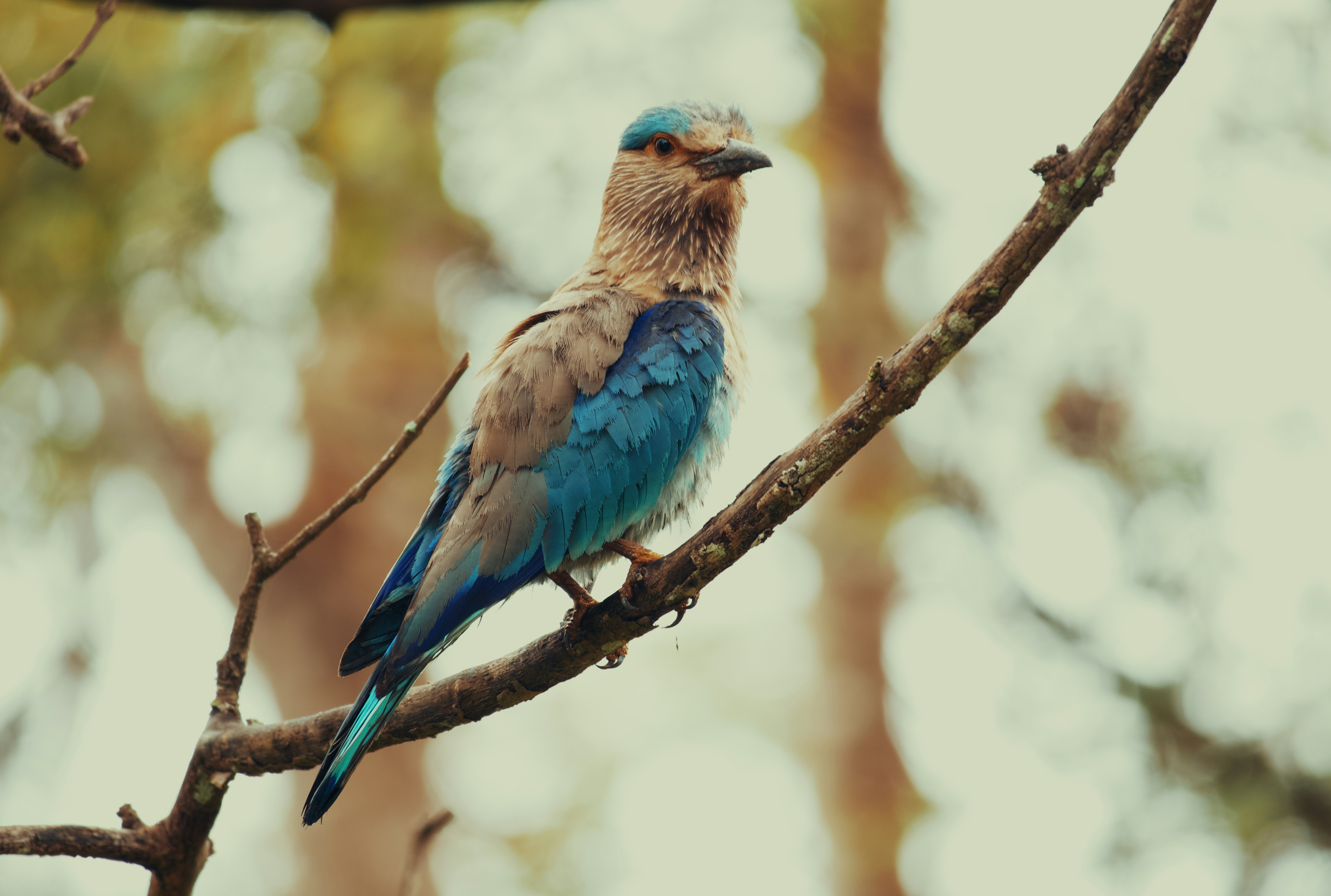 Indian roller clicked in Kabini forest reserve, Karnataka, India | A beautiful blue bird perches on a tree branch.