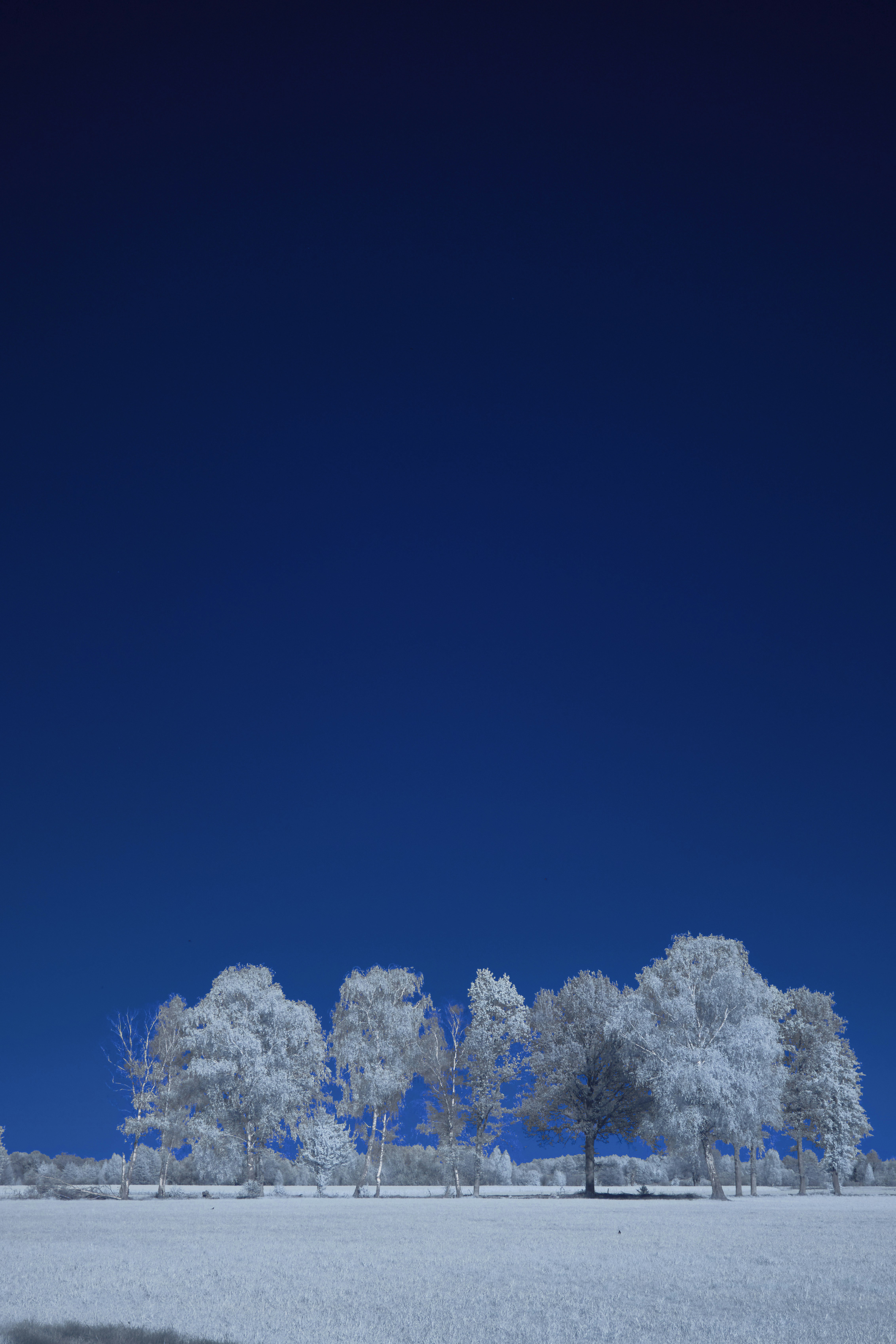 A serene landscape featuring a row of frosted trees against a deep blue sky, evoking a tranquil winter atmosphere.