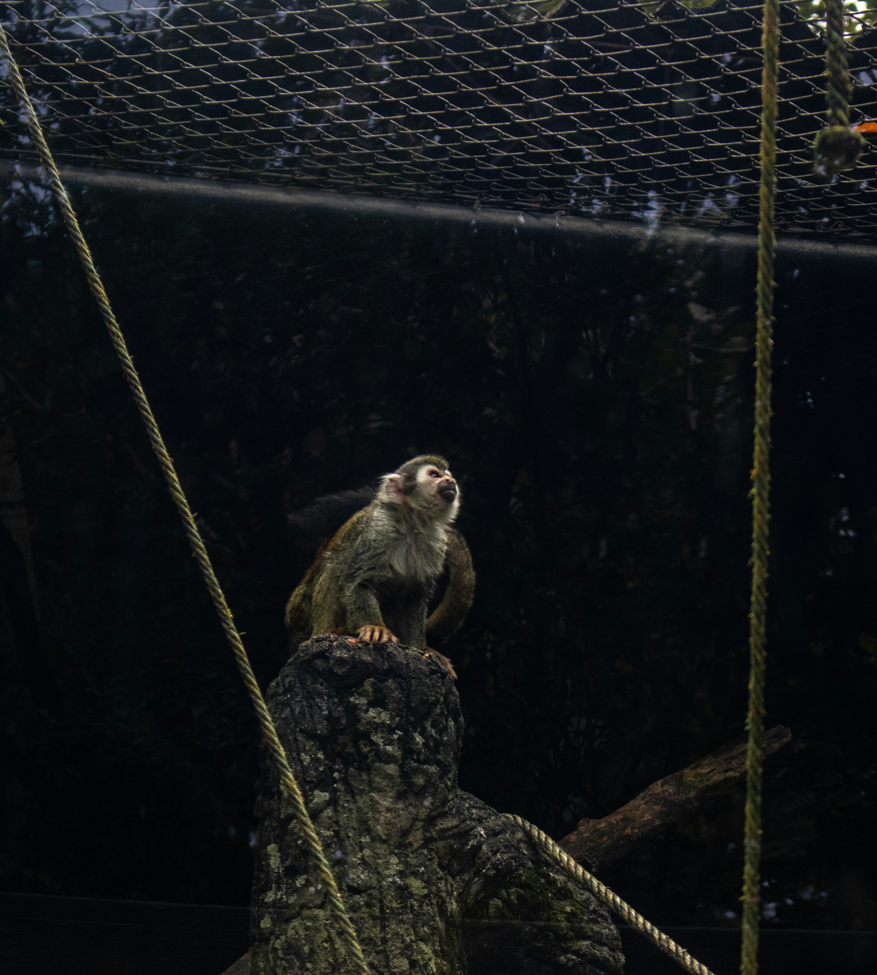 Monkey on a Weathered Rock: Quiet Vigil Beneath the Enclosure Mesh