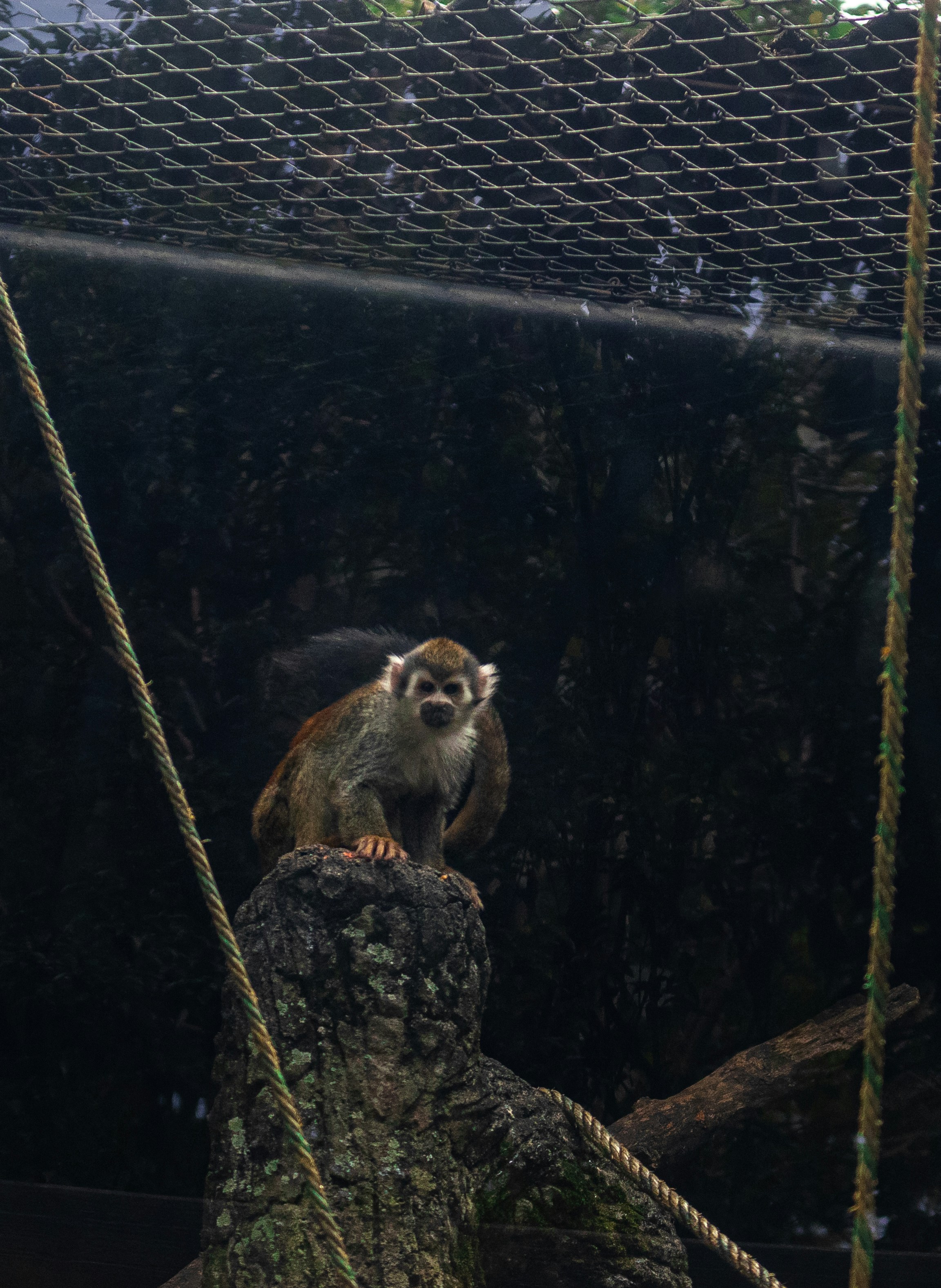 A Moment of Curiosity: The Squirrel Monkey's Gaze