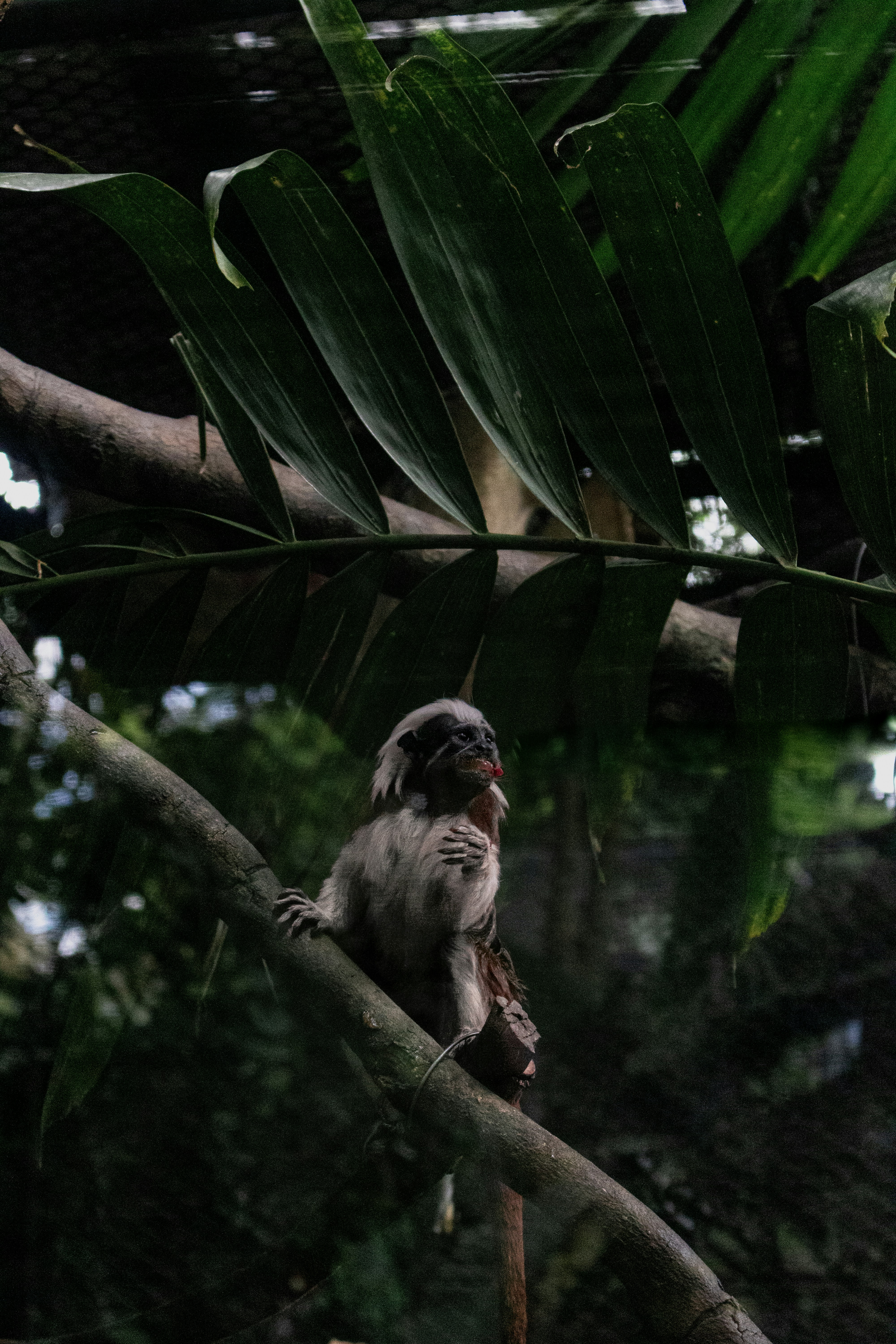A playful monkey perched on a branch amidst lush green foliage, showcasing its curious nature.