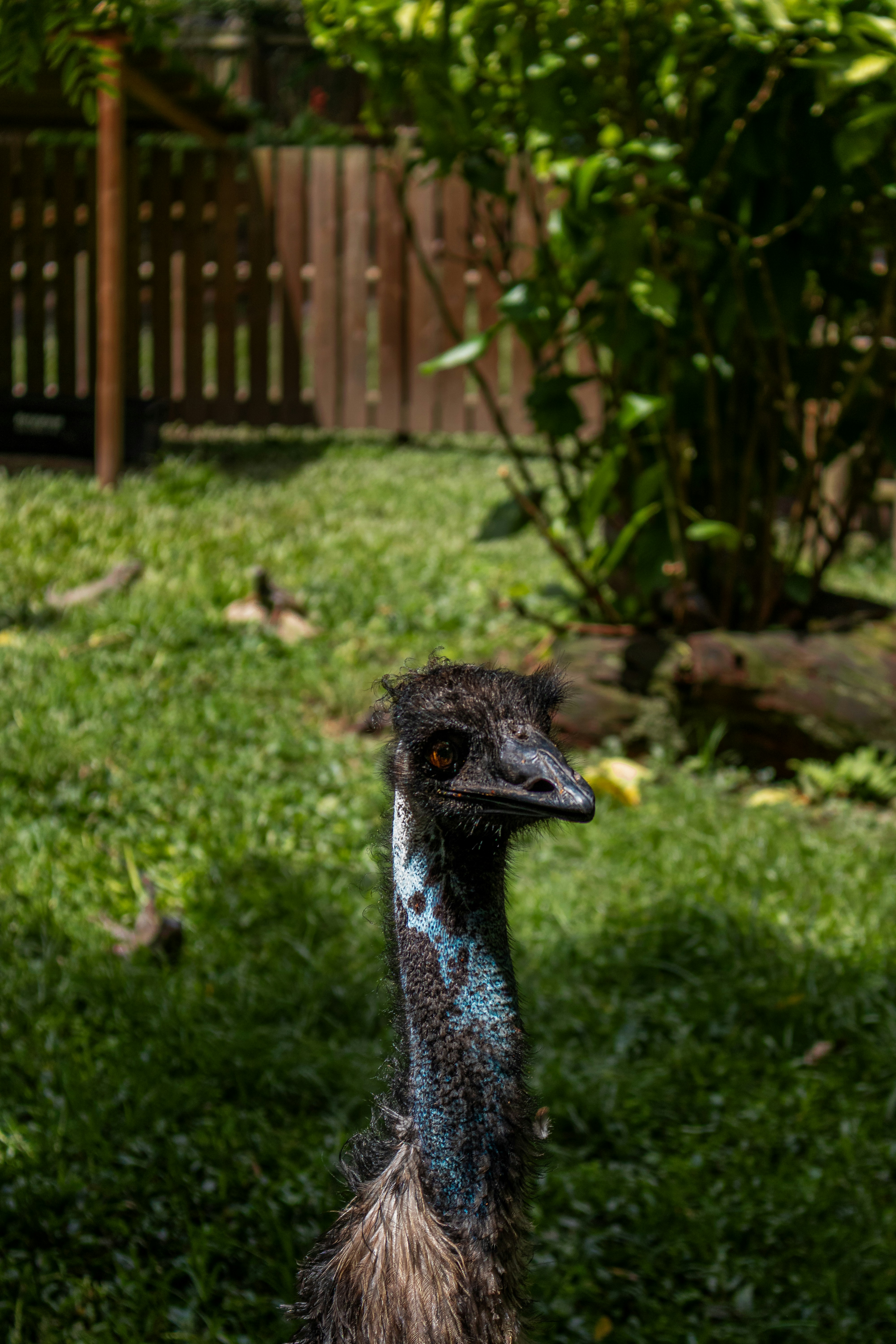 The Curious Emu: A Glimpse into Nature's Wonders