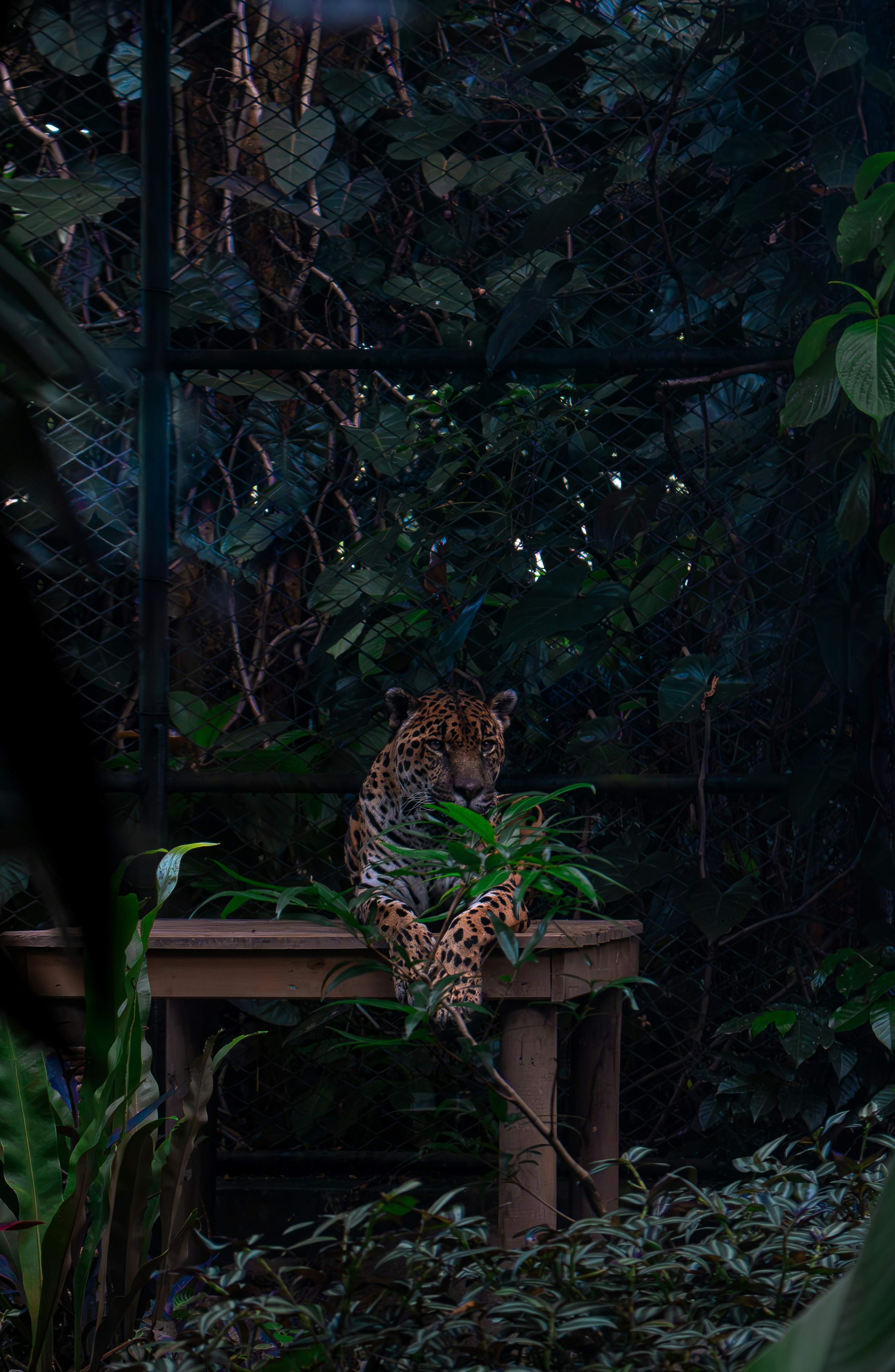 A jaguar sits on a bench amidst lush foliage.