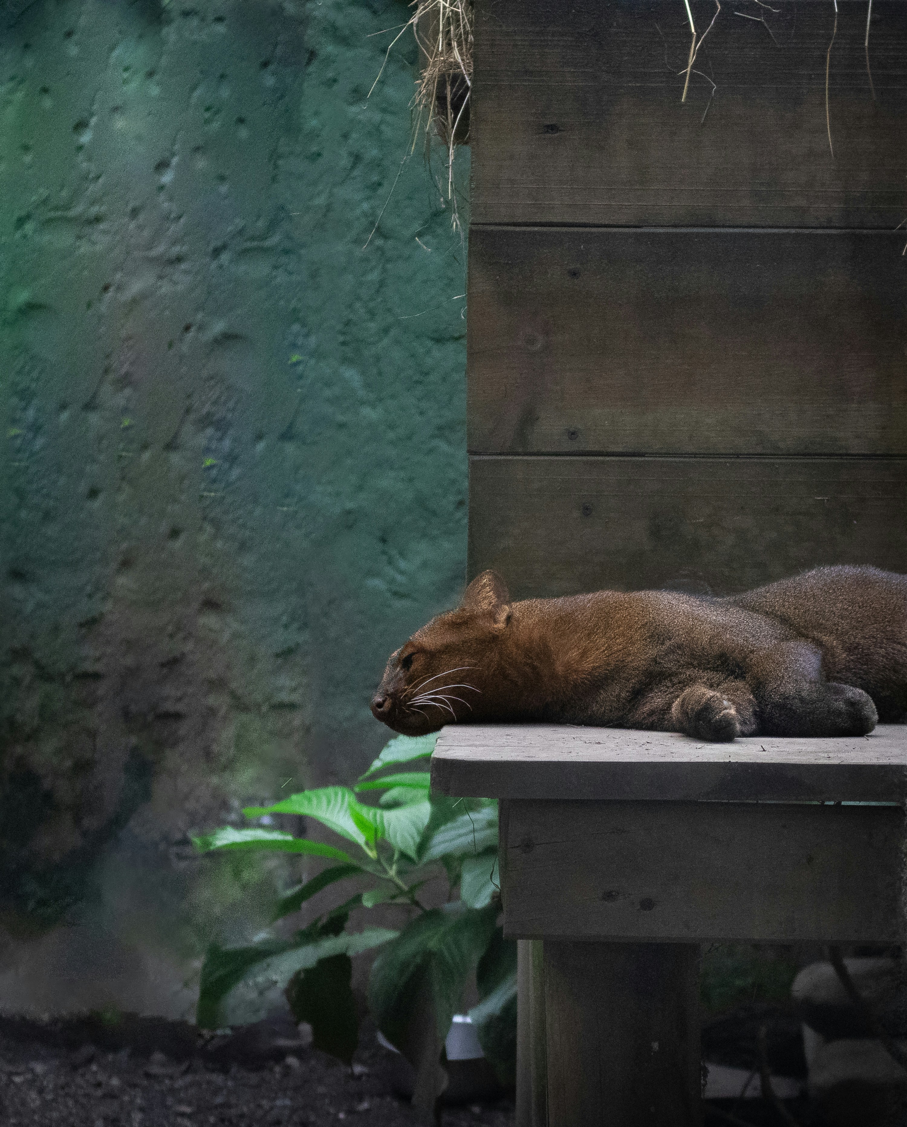Serene Slumber in the Jungle