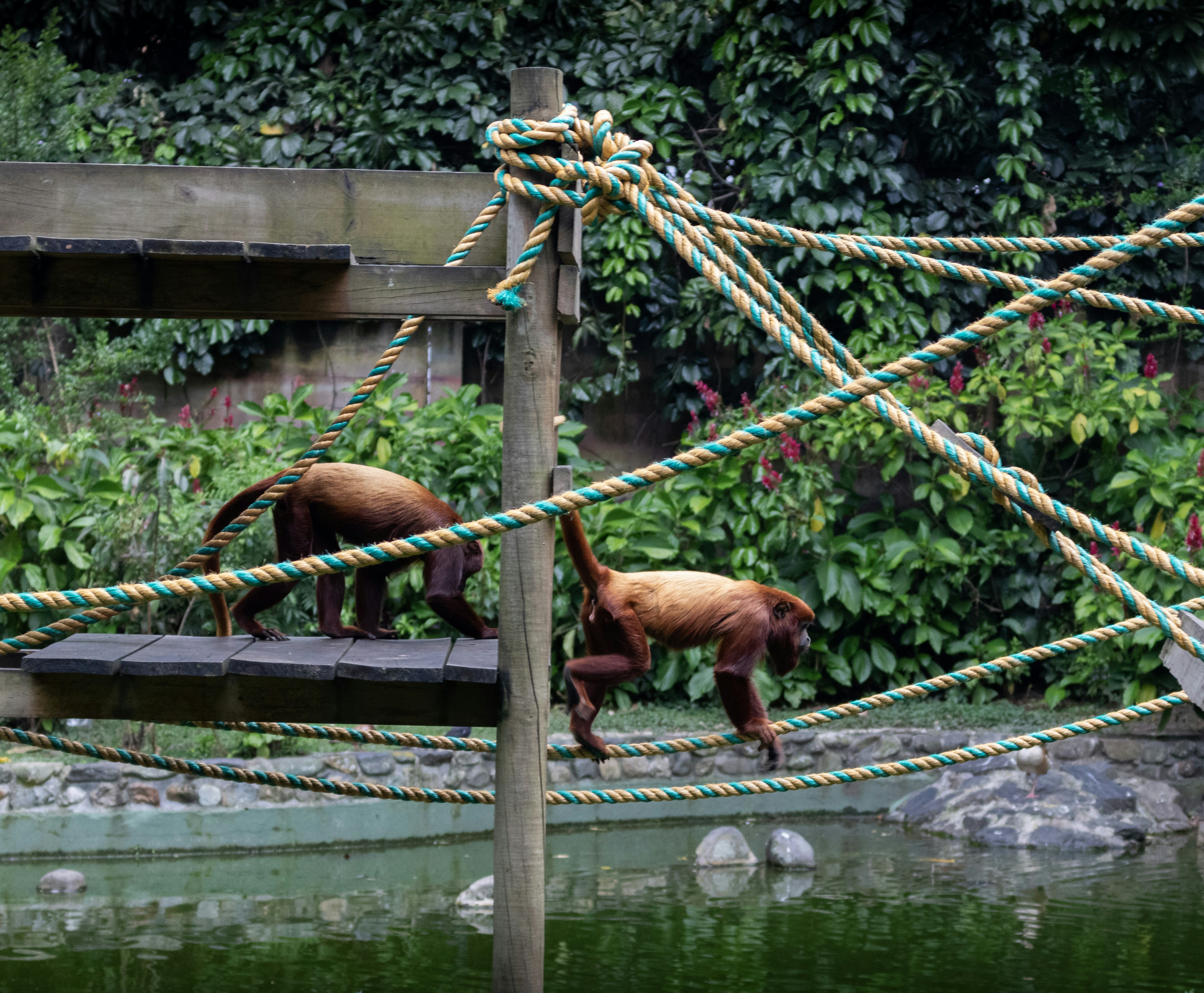 Monkeys walk on ropes and platforms. photo – Free Animal Image on Unsplash