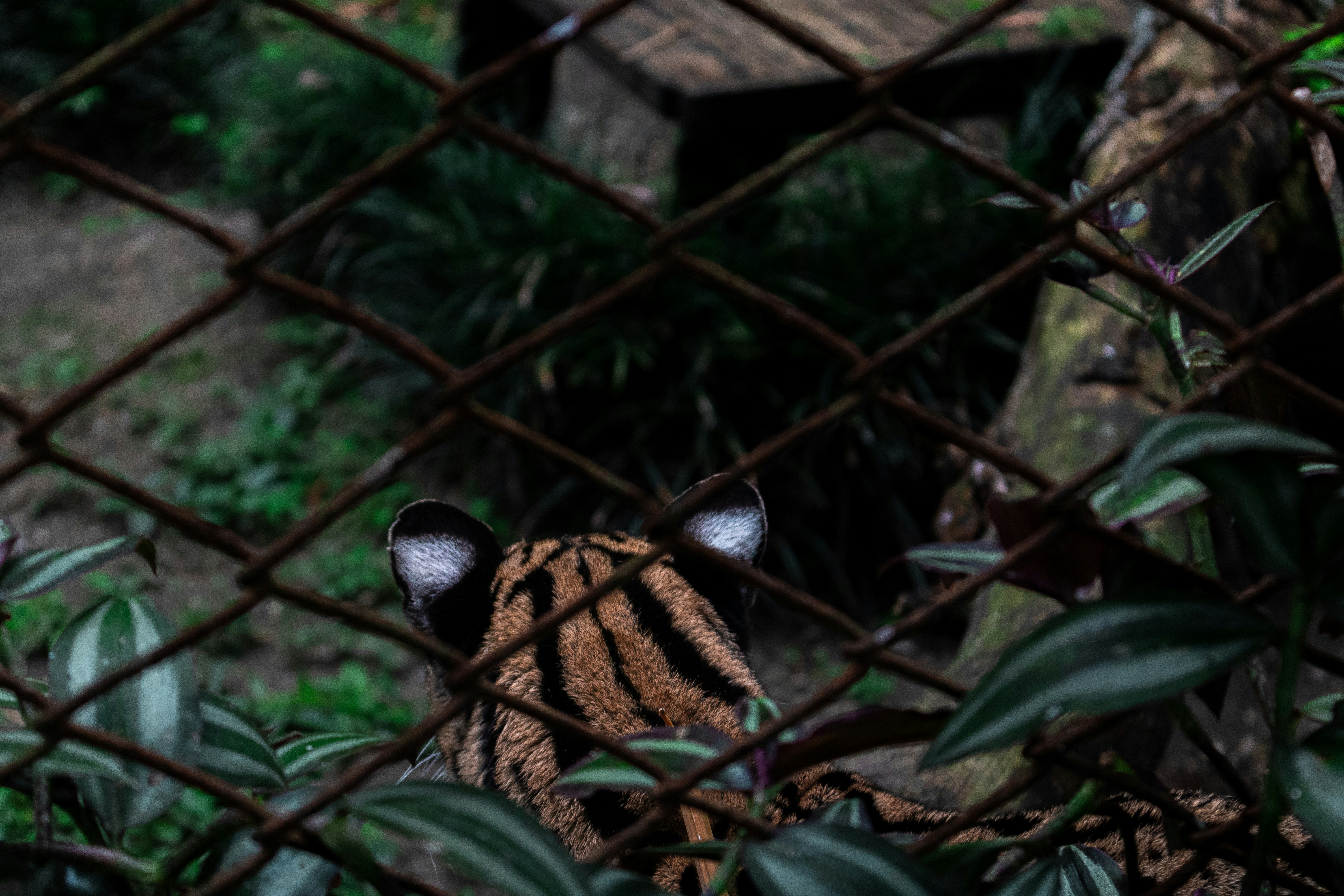 Behind the Veil of Nature: A Tiger's Retreat