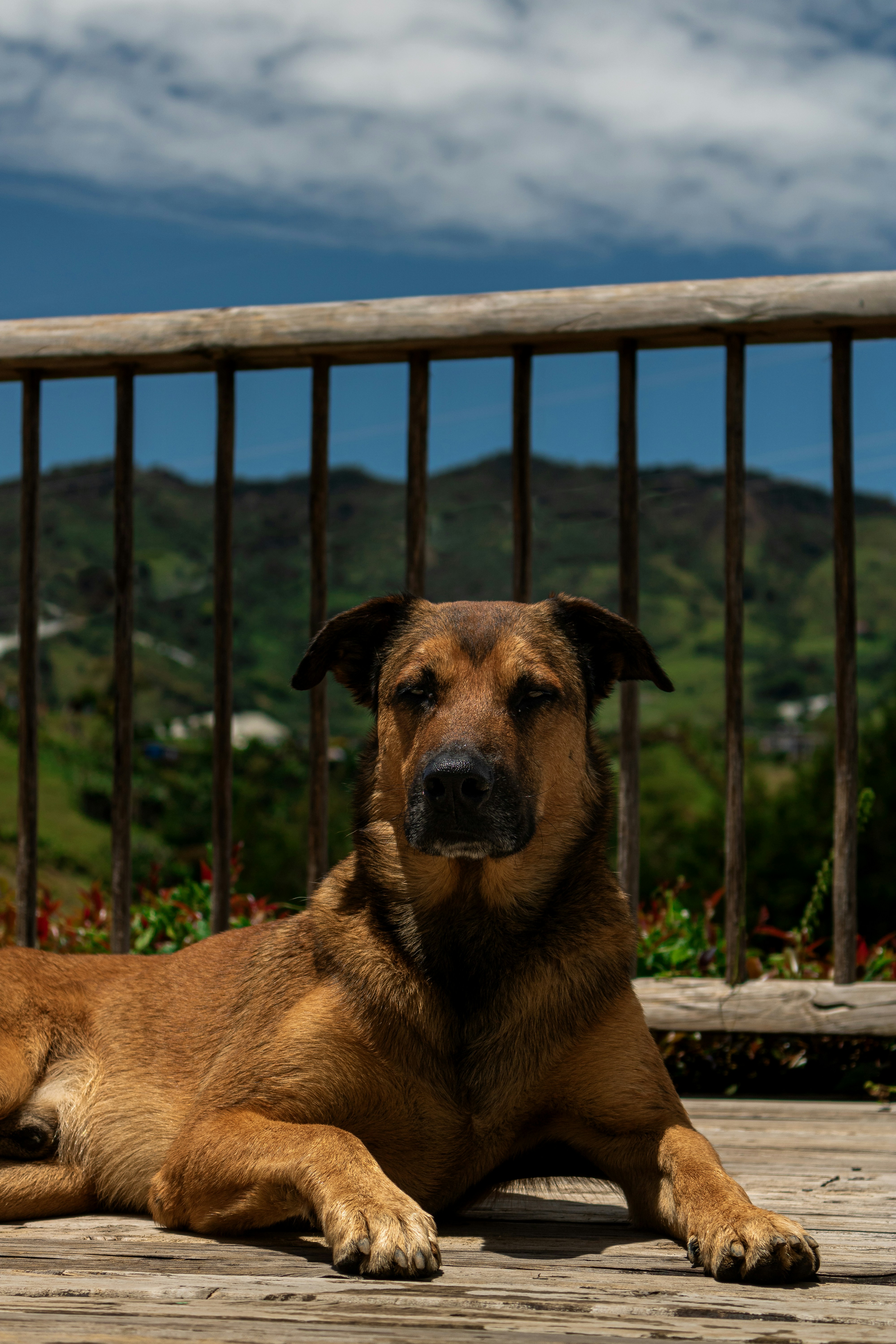 Guardian of the Porch: A Canine's Serenity