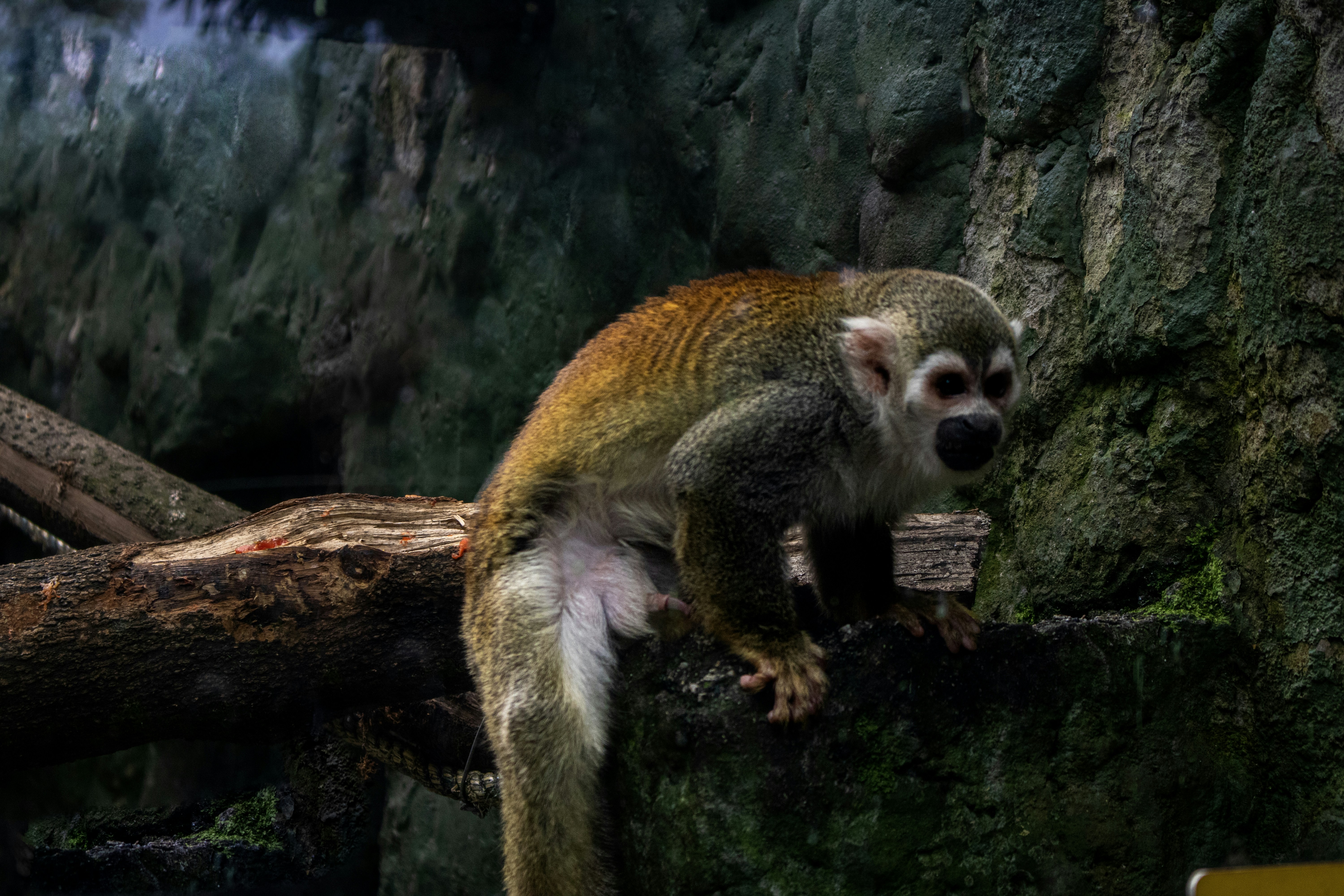 The Curious Squirrel Monkey in Its Habitat