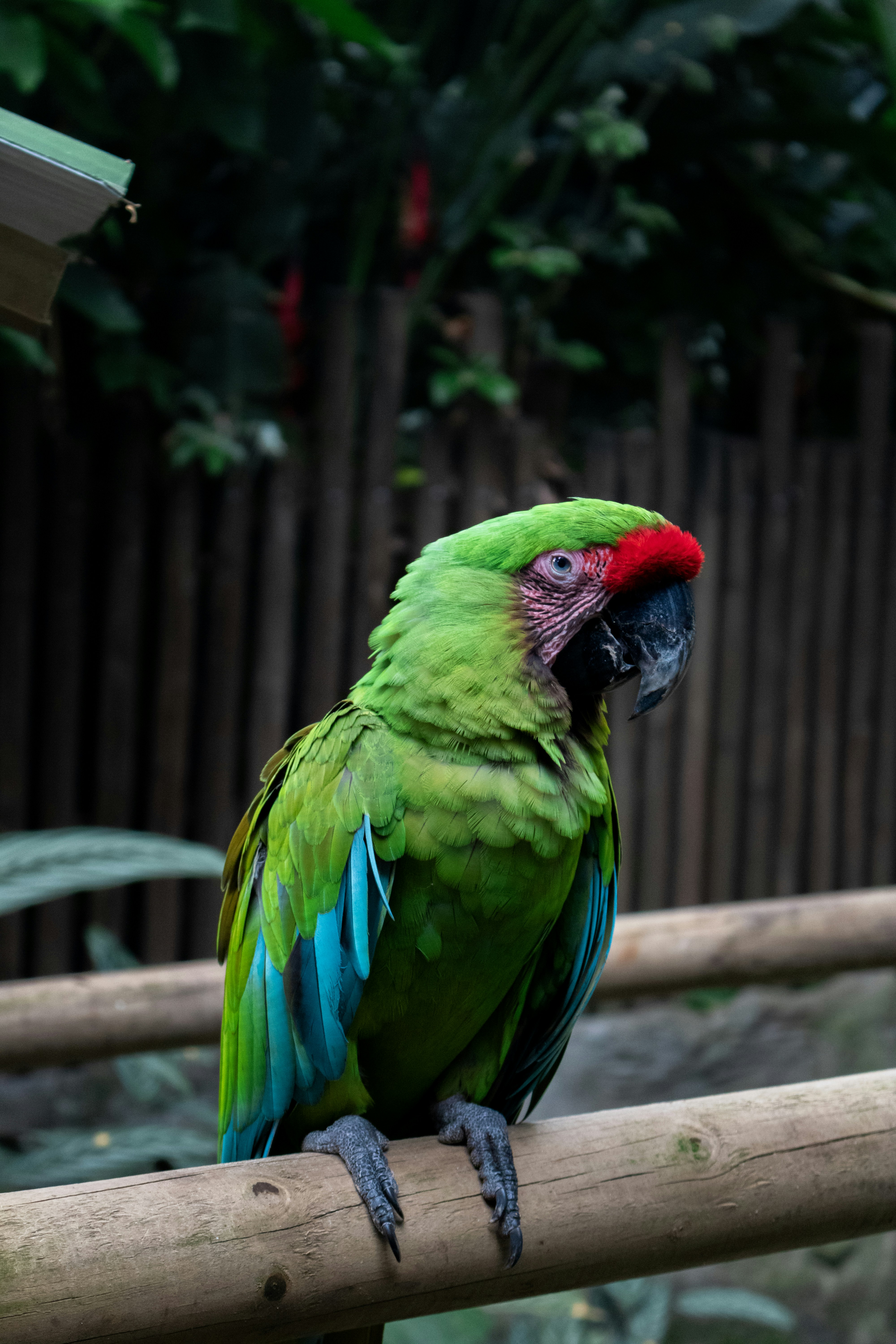 A beautiful green parrot is perched on a branch.