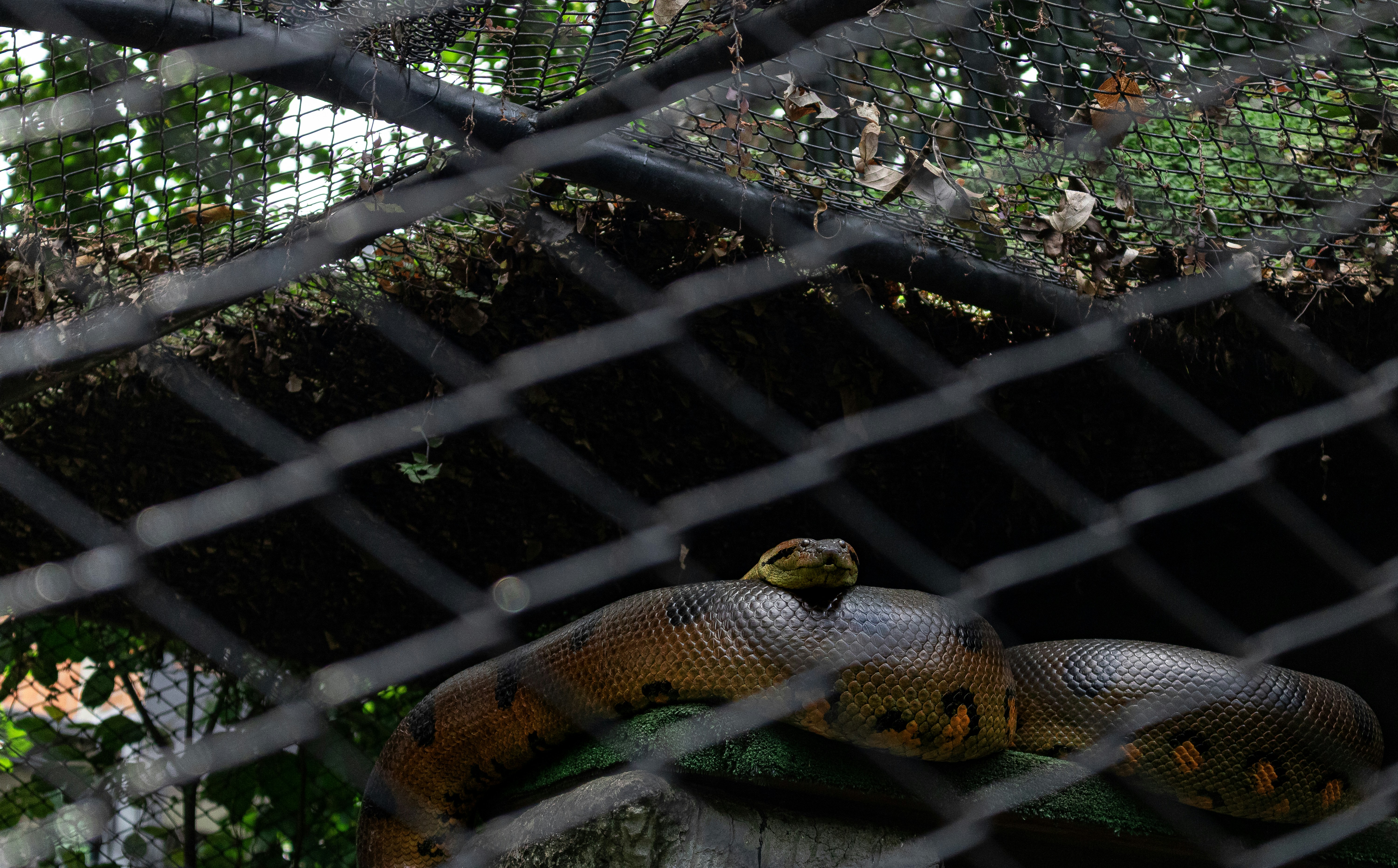 Serpent's Lair: A Glimpse Behind the Veil