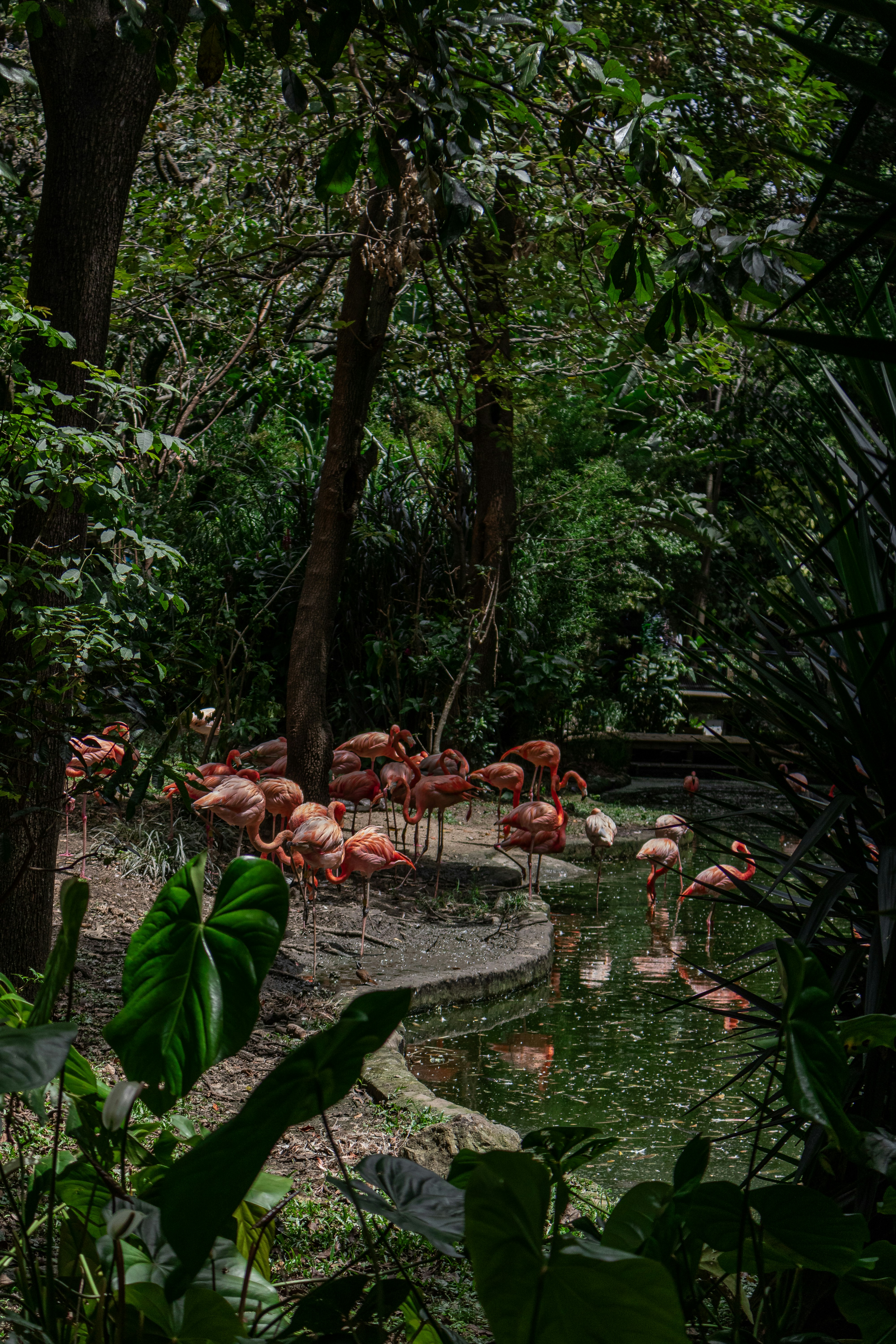 Flamingos gather near a pond in a lush forest.