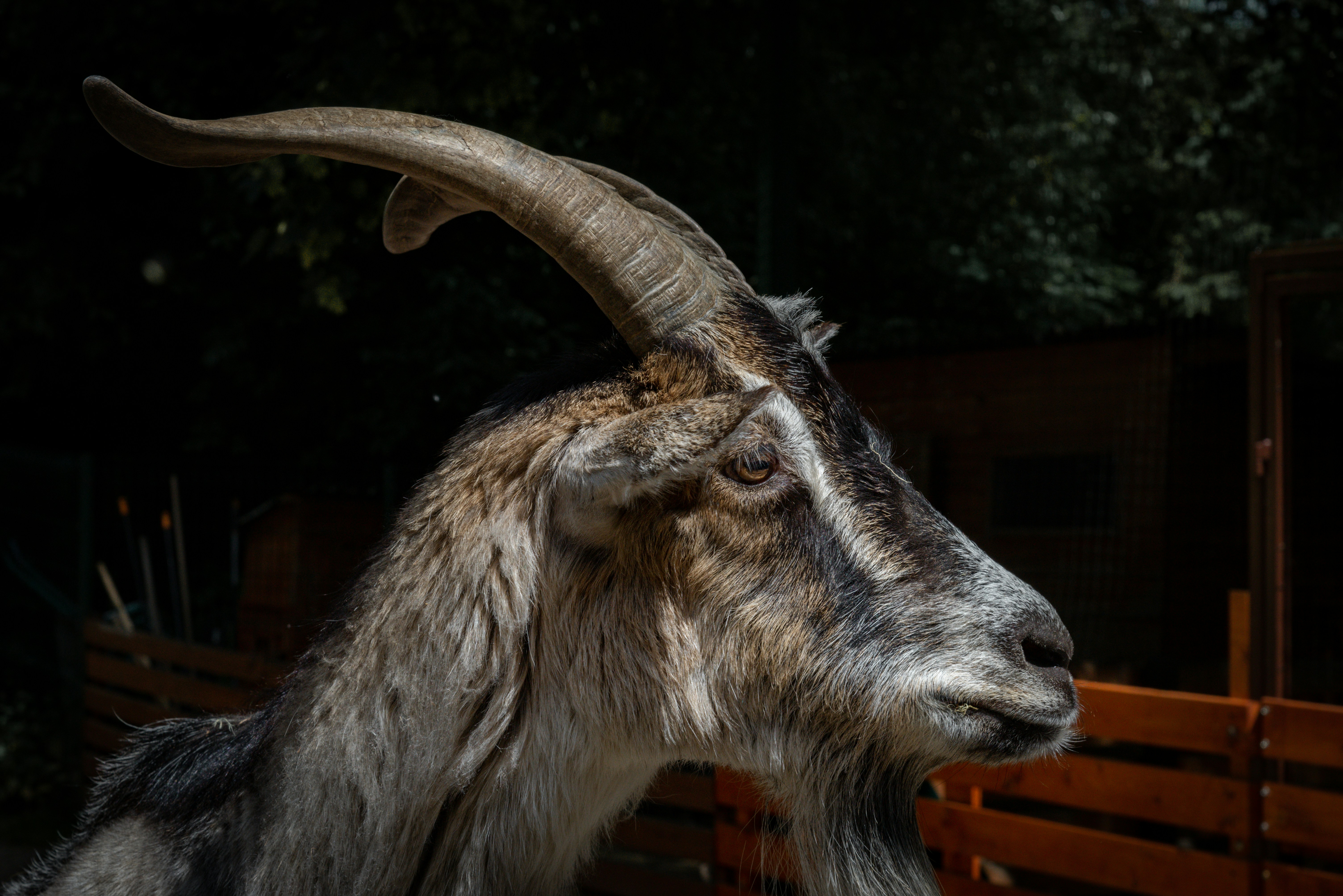 Whispers of the Wild: A Goat's Gaze
