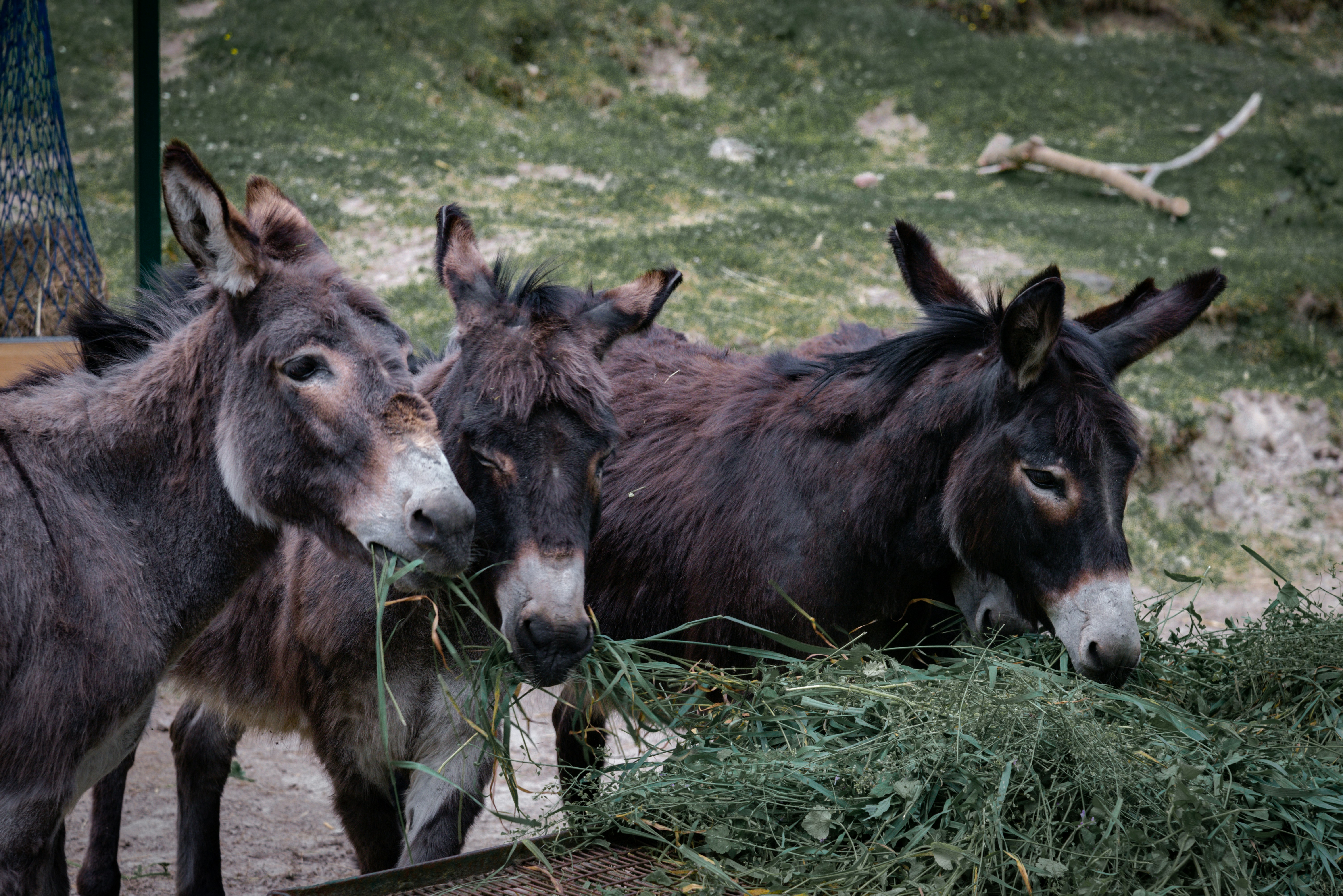 Three Donkeys by the Fence, Grazing on Fresh Hay
