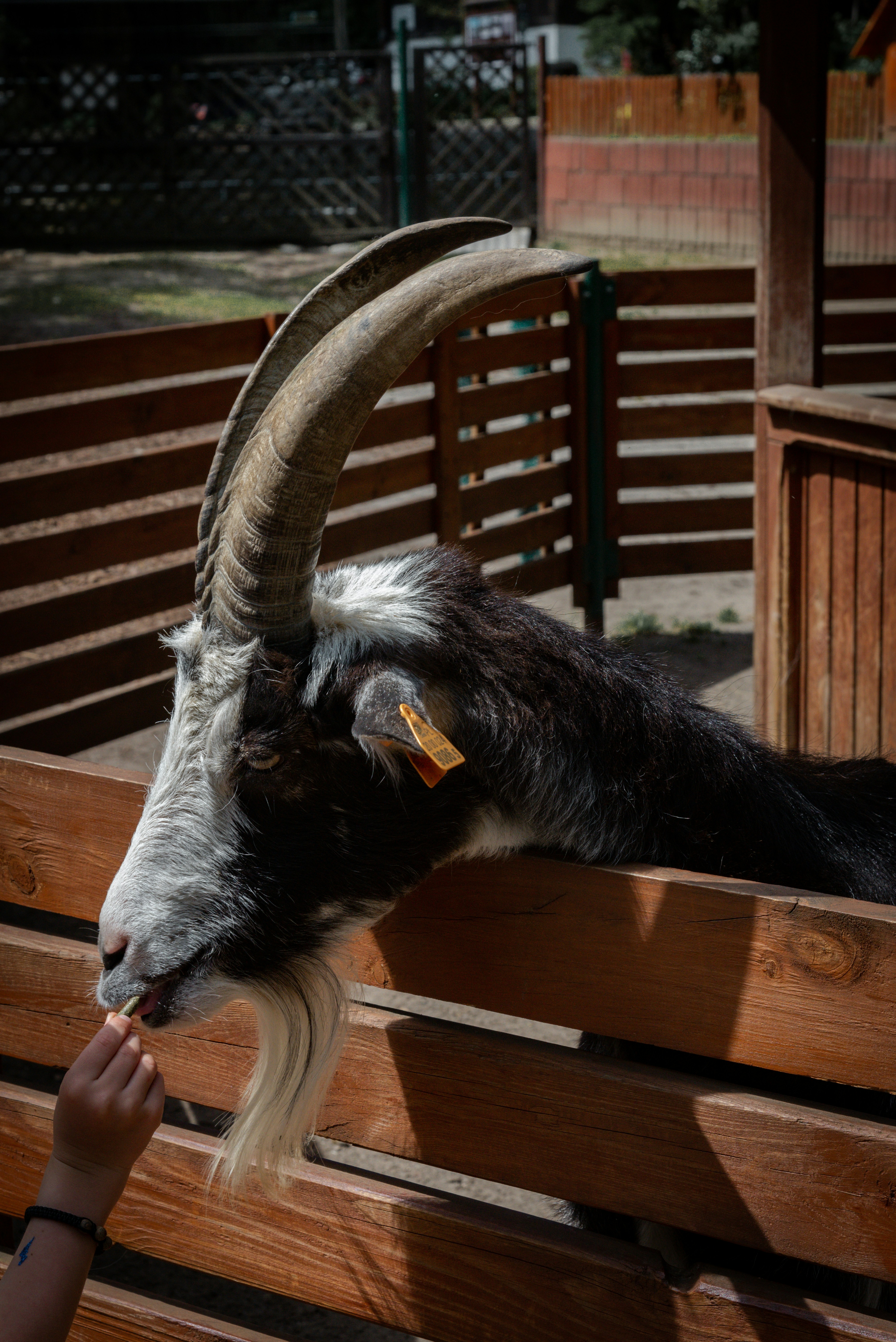 A child feeds a goat at a wooden pen.