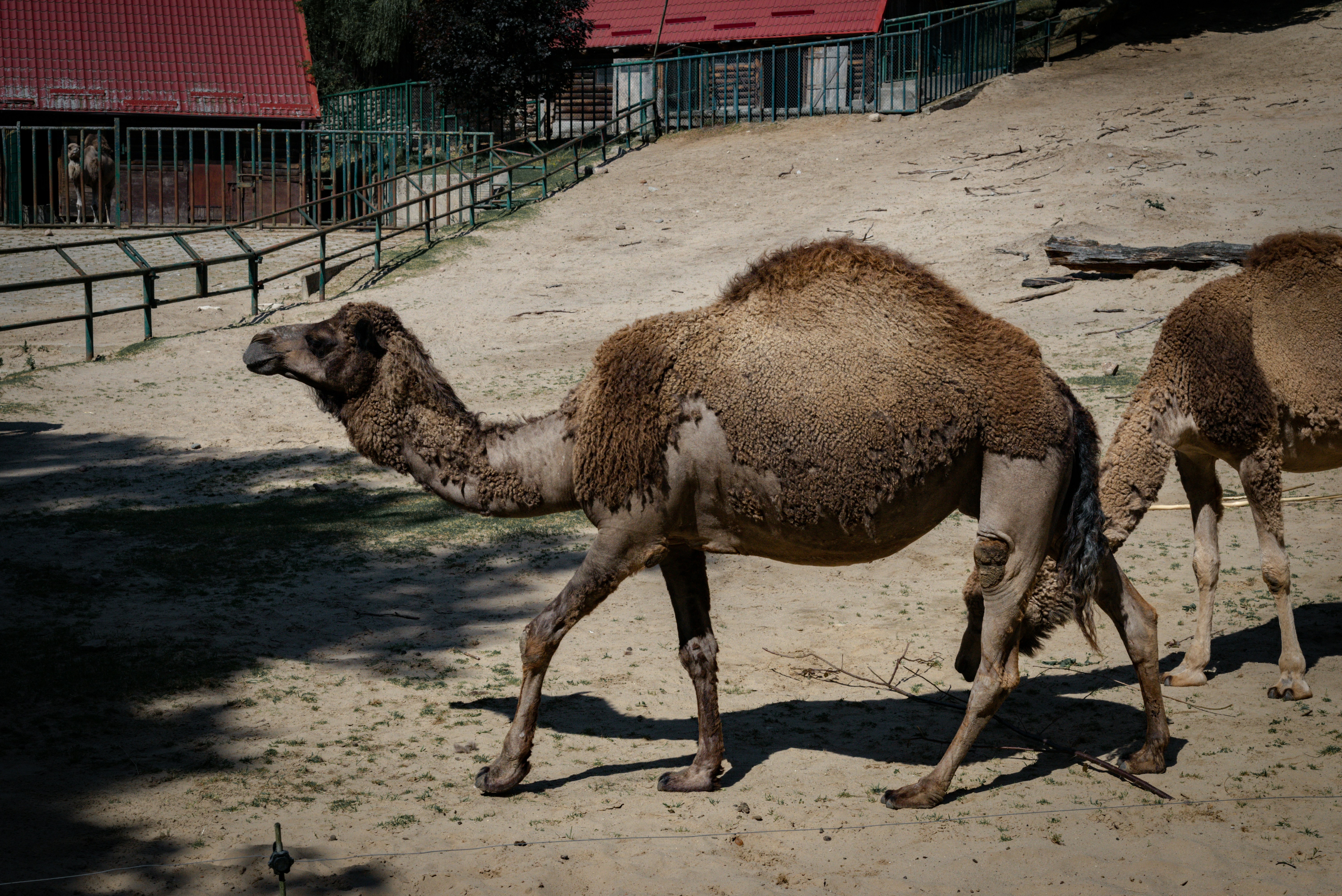Desert Nomad: The Journey of a Bactrian Camel