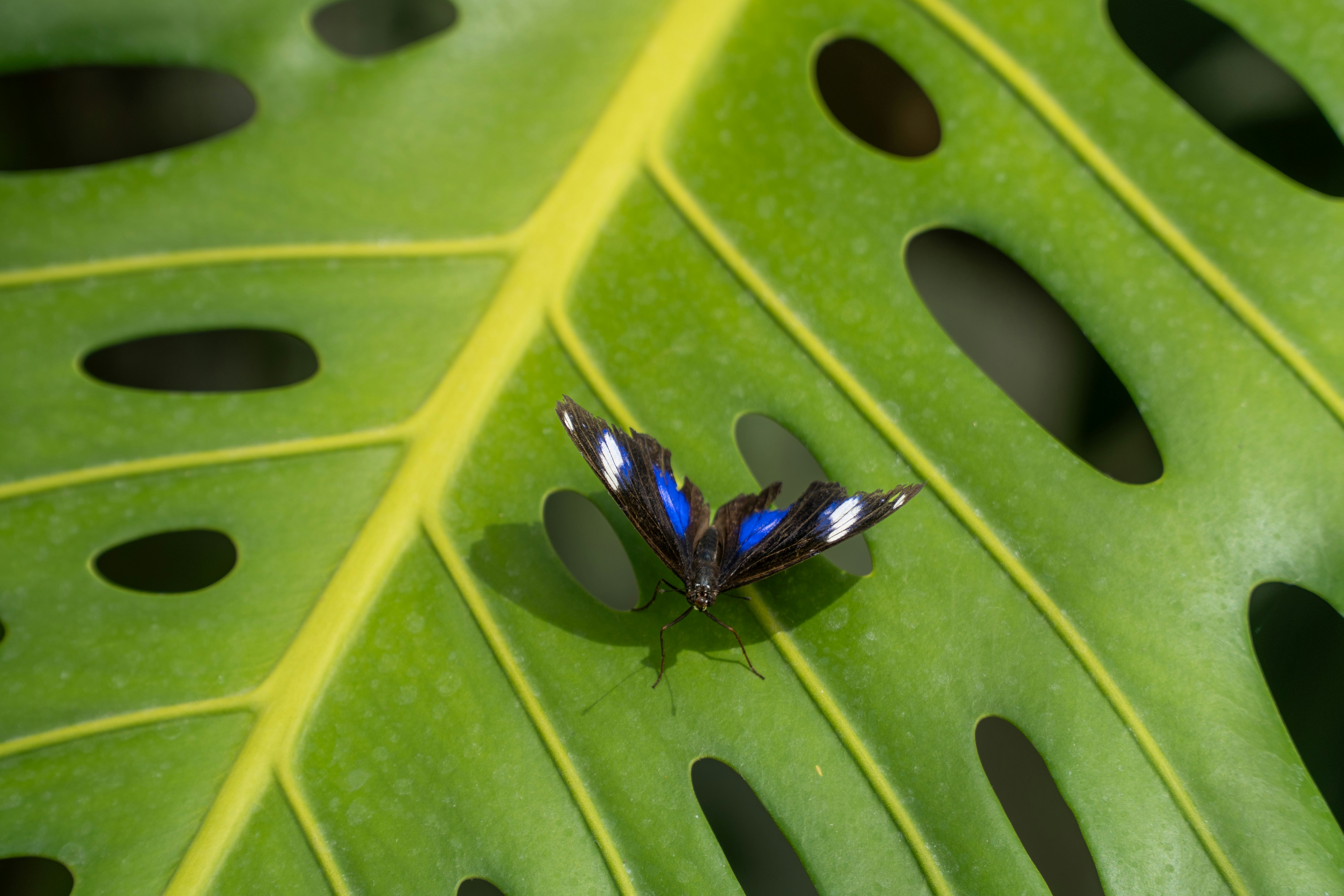 Blue-winged Moment on a Verdant Vein