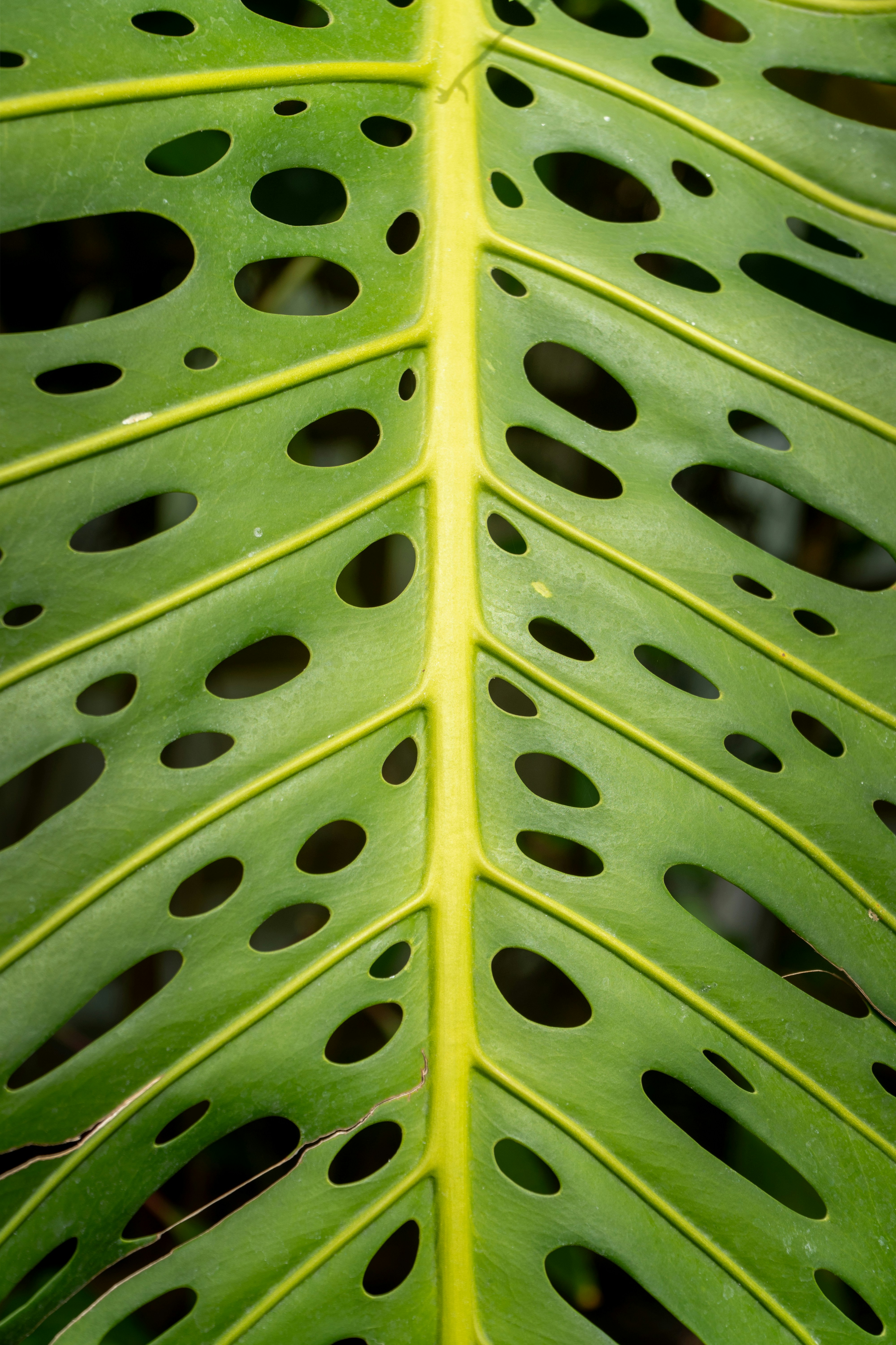 A detailed close-up of a tropical leaf reveals its intricate texture and vibrant green hues. The natural patterns and veins create a stunning visual that highlights the beauty of tropical plant life.