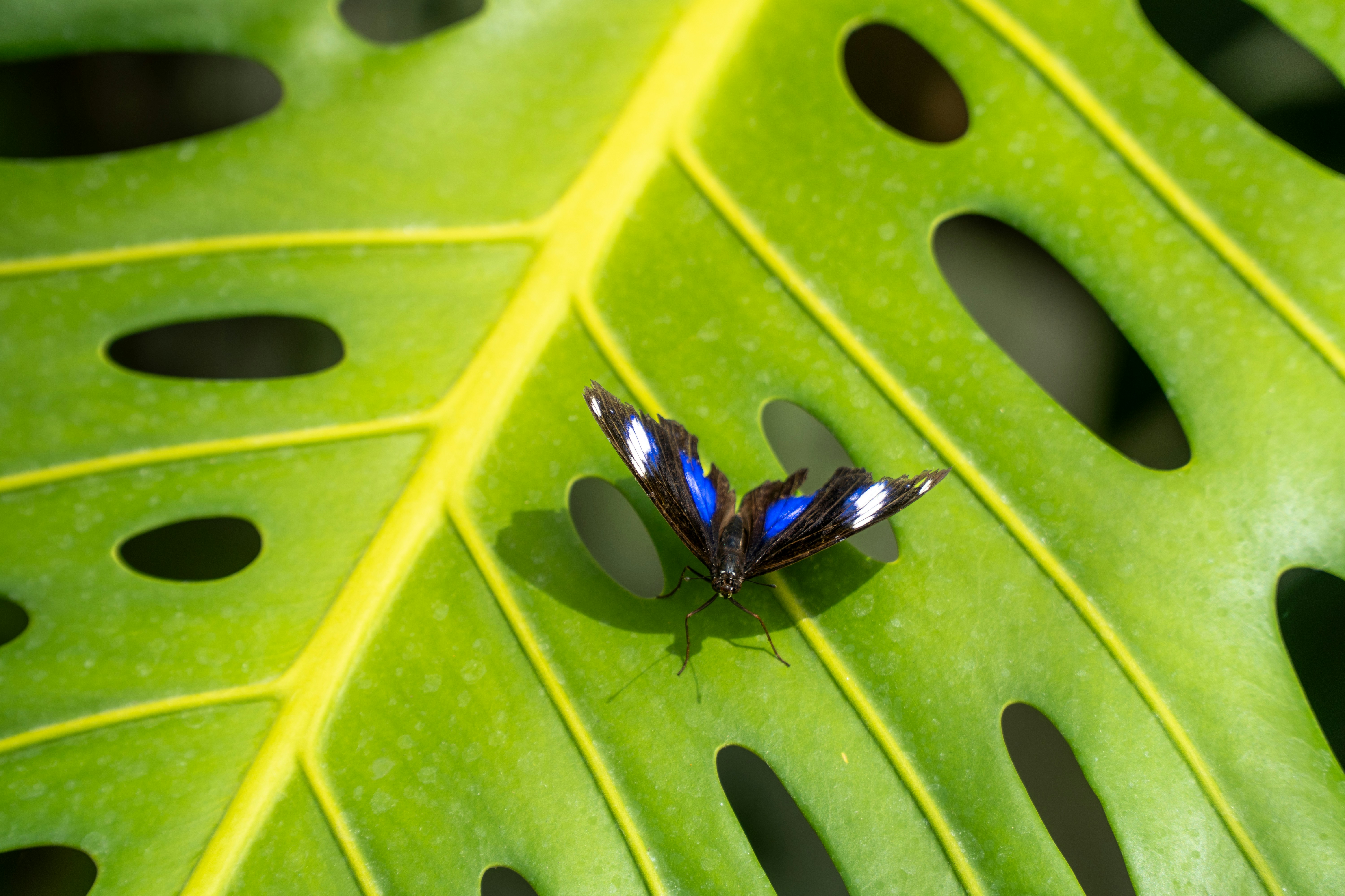 Azure-winged Moth Resting on a Radiant Monstera Vein