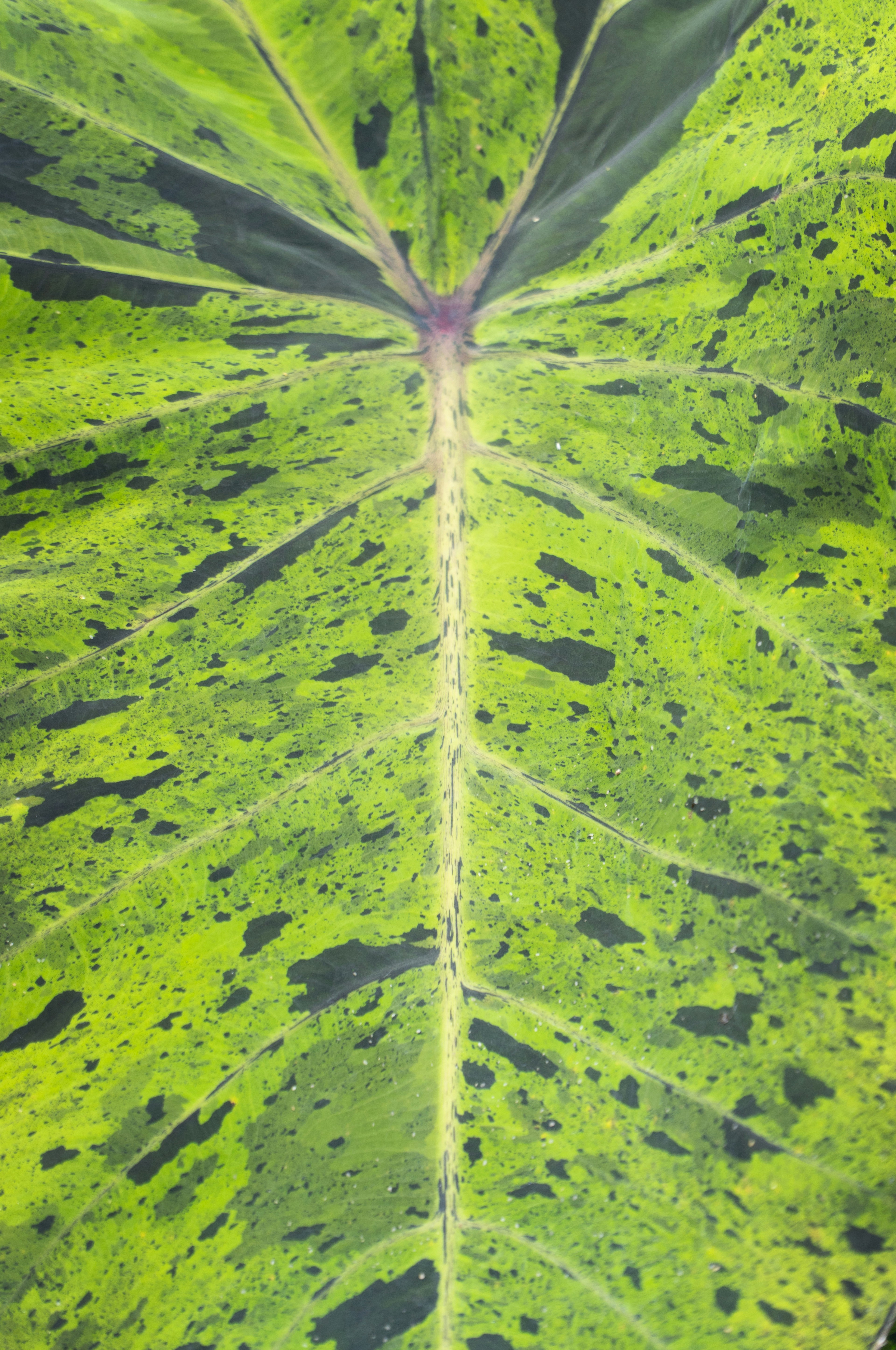 A detailed close-up of a tropical leaf reveals its intricate texture and vibrant green hues. The natural patterns and veins create a stunning visual that highlights the beauty of tropical plant life. | A variegated leaf displays striking green and black patterns.