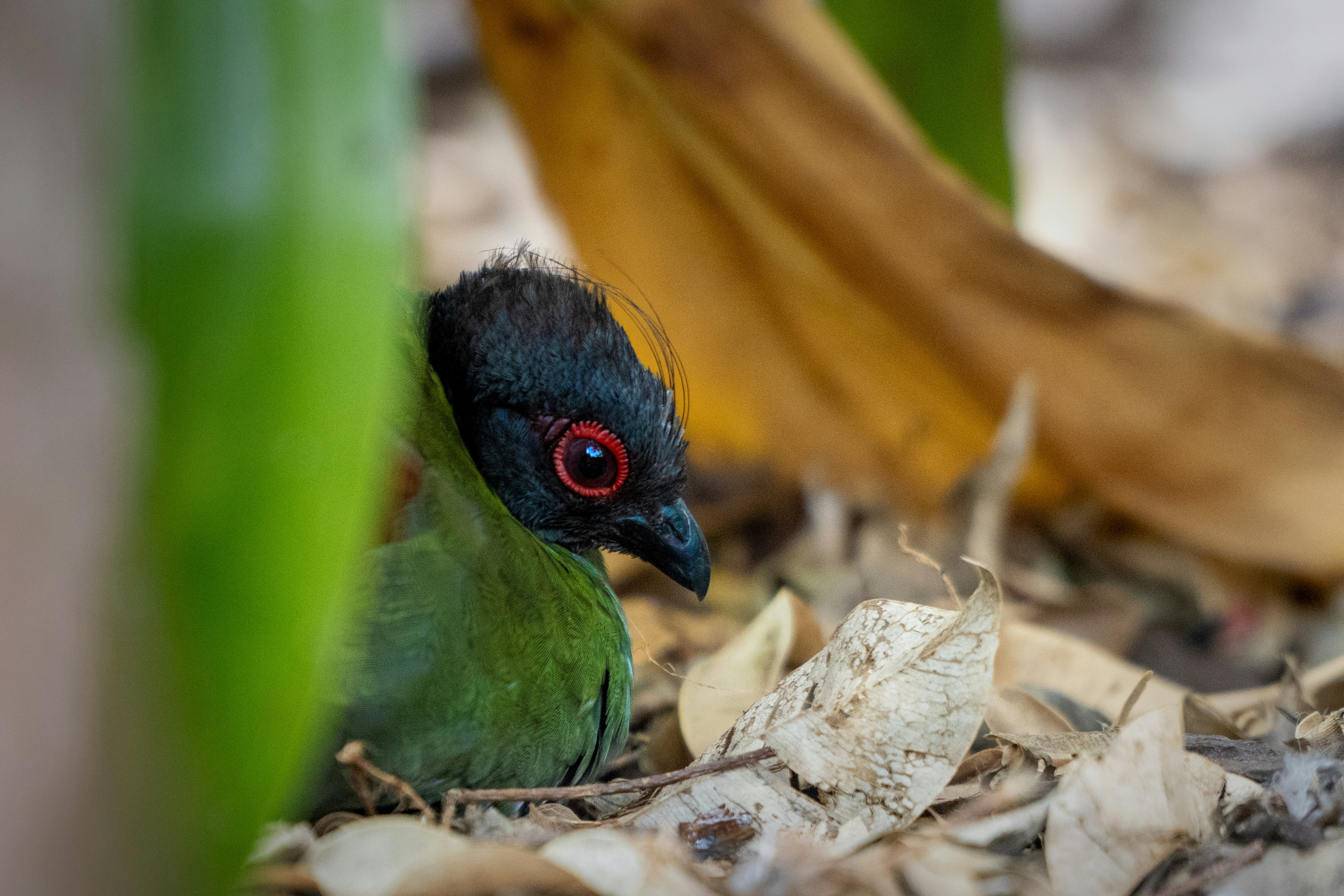 A vibrant green bird with striking red eyes peeks through foliage, blending into its natural environment among fallen leaves.