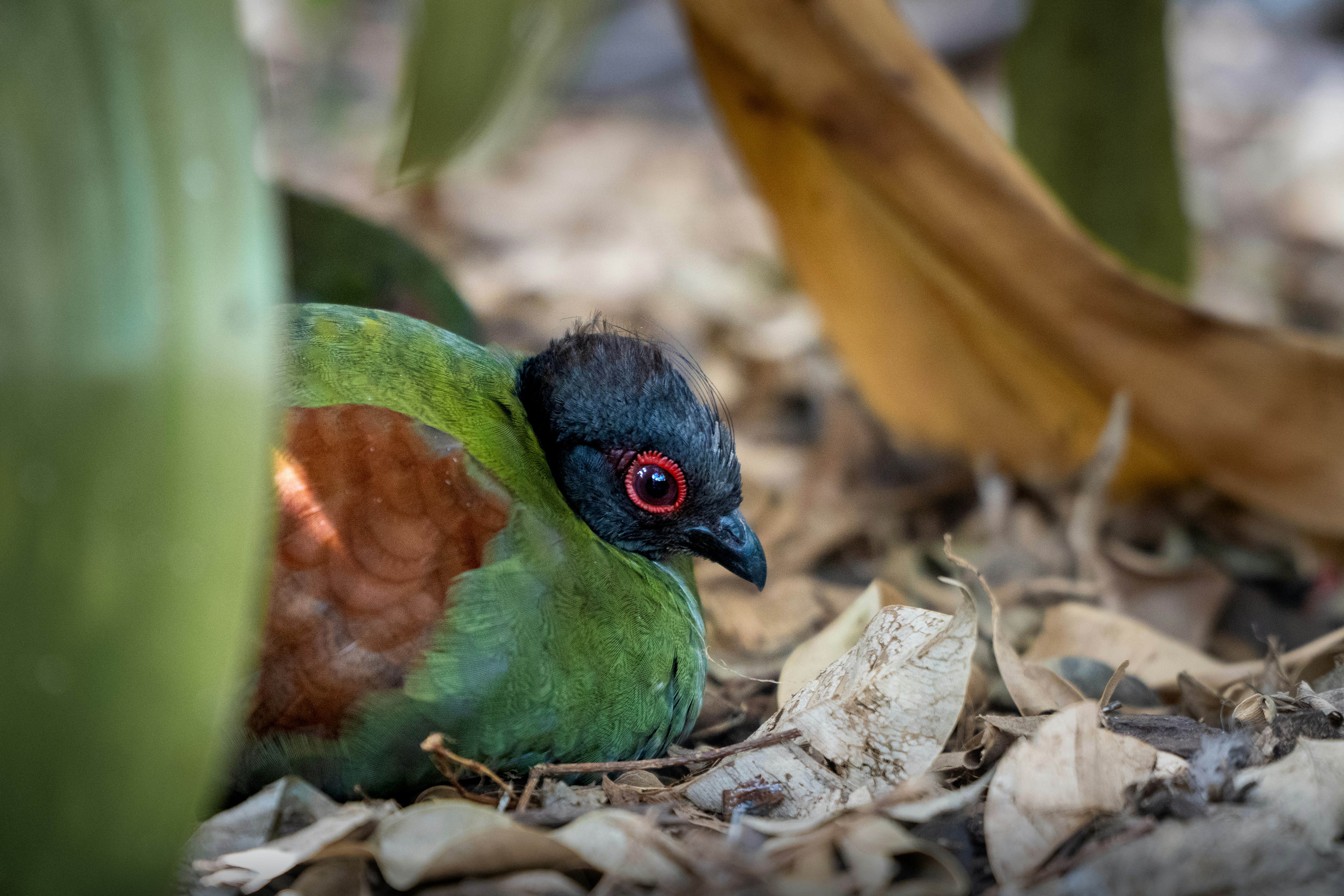 A colorful bird is nestled in the foliage.