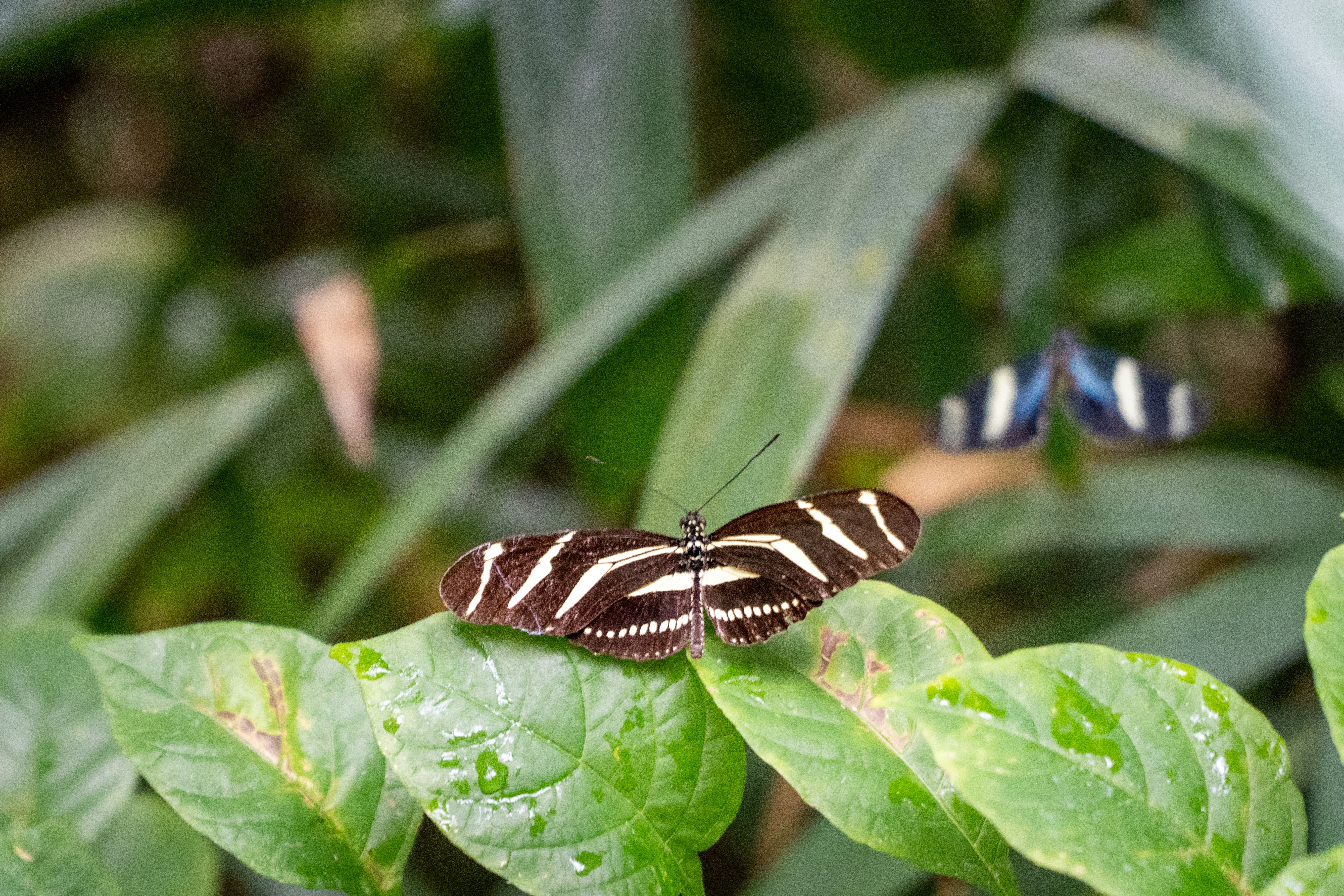 Stripes at Daybreak: Zebra-striped Hawkmoth on Verdant Leaves
