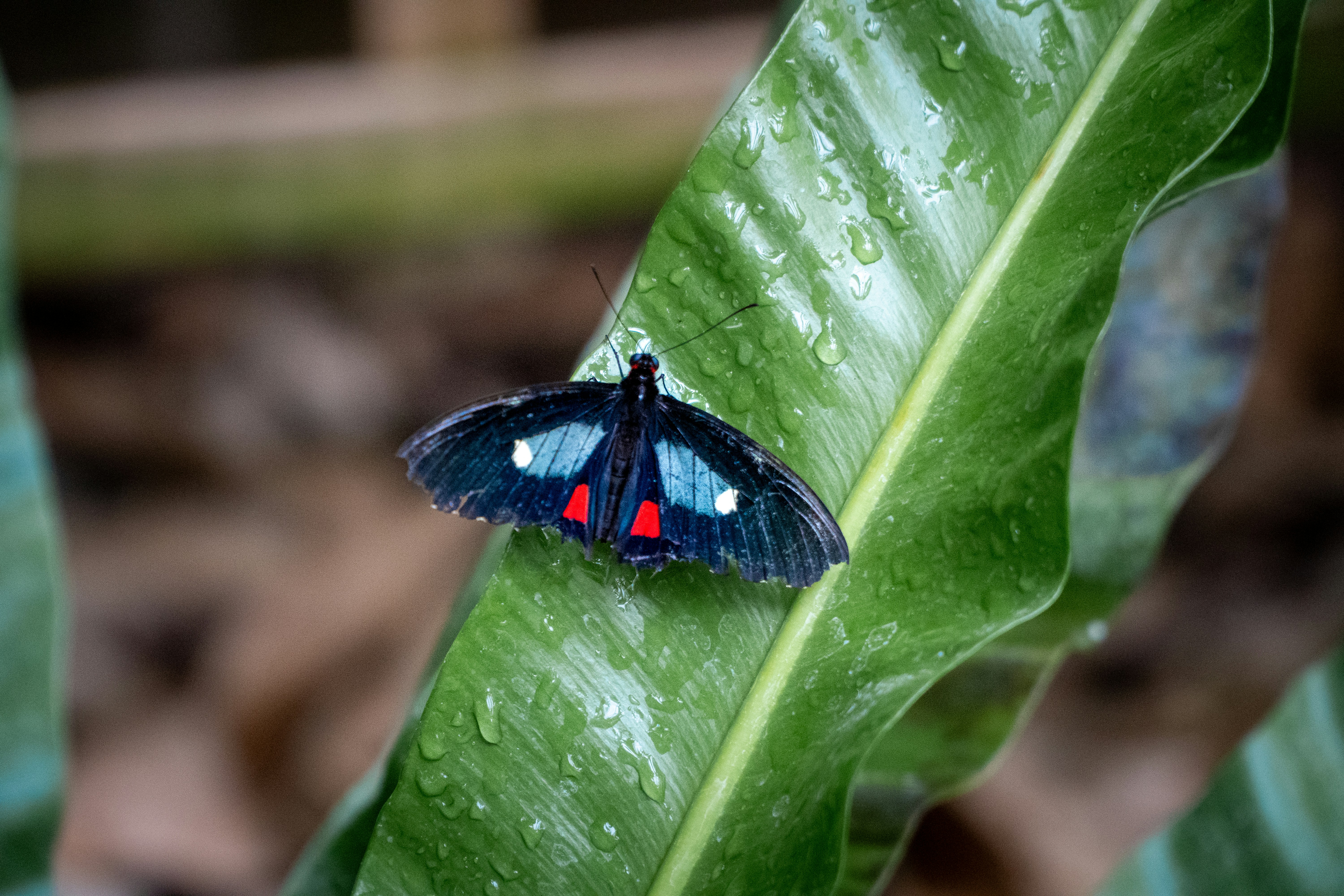 Nature's Jewel: The Enigmatic Butterfly