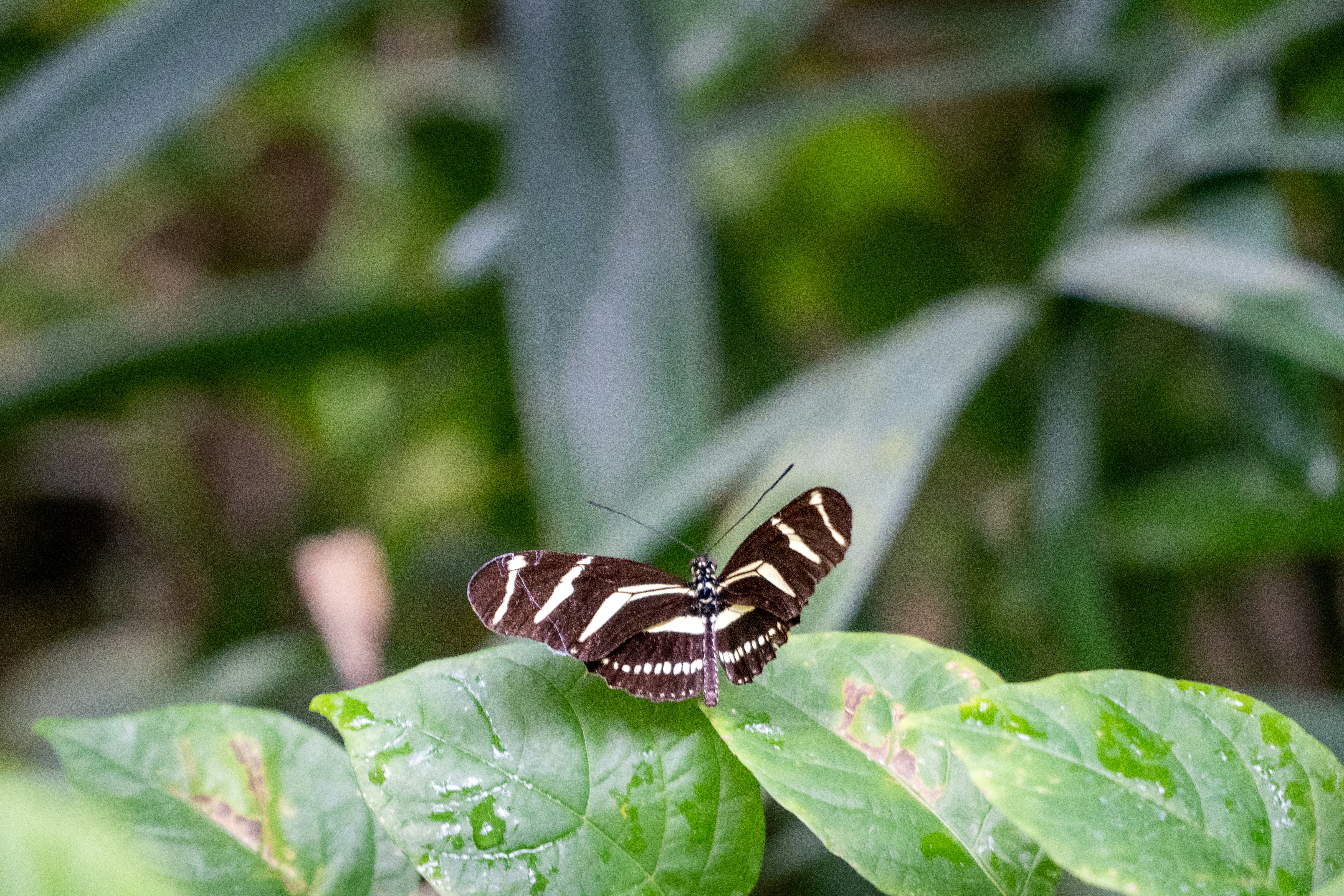 A vibrant butterfly rests delicately on a lush tropical leaf, surrounded by vivid greenery and dappled sunlight. This close-up captures the beauty and fragility of nature in a serene, exotic setting. | A zebra longwing butterfly rests on a leaf.