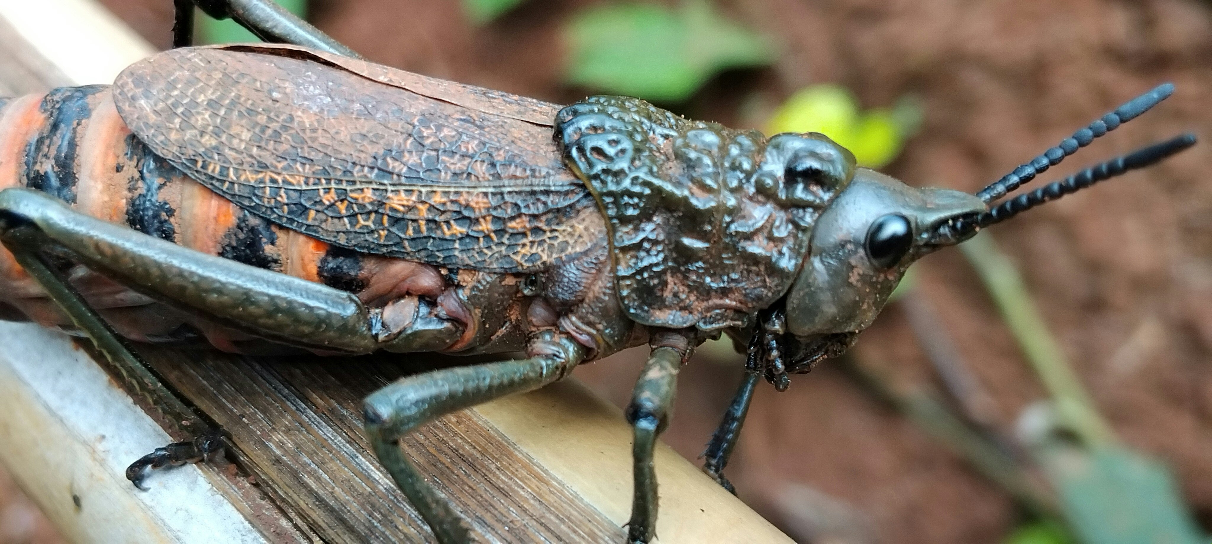 Sample photo from Samsung Galaxy A05s