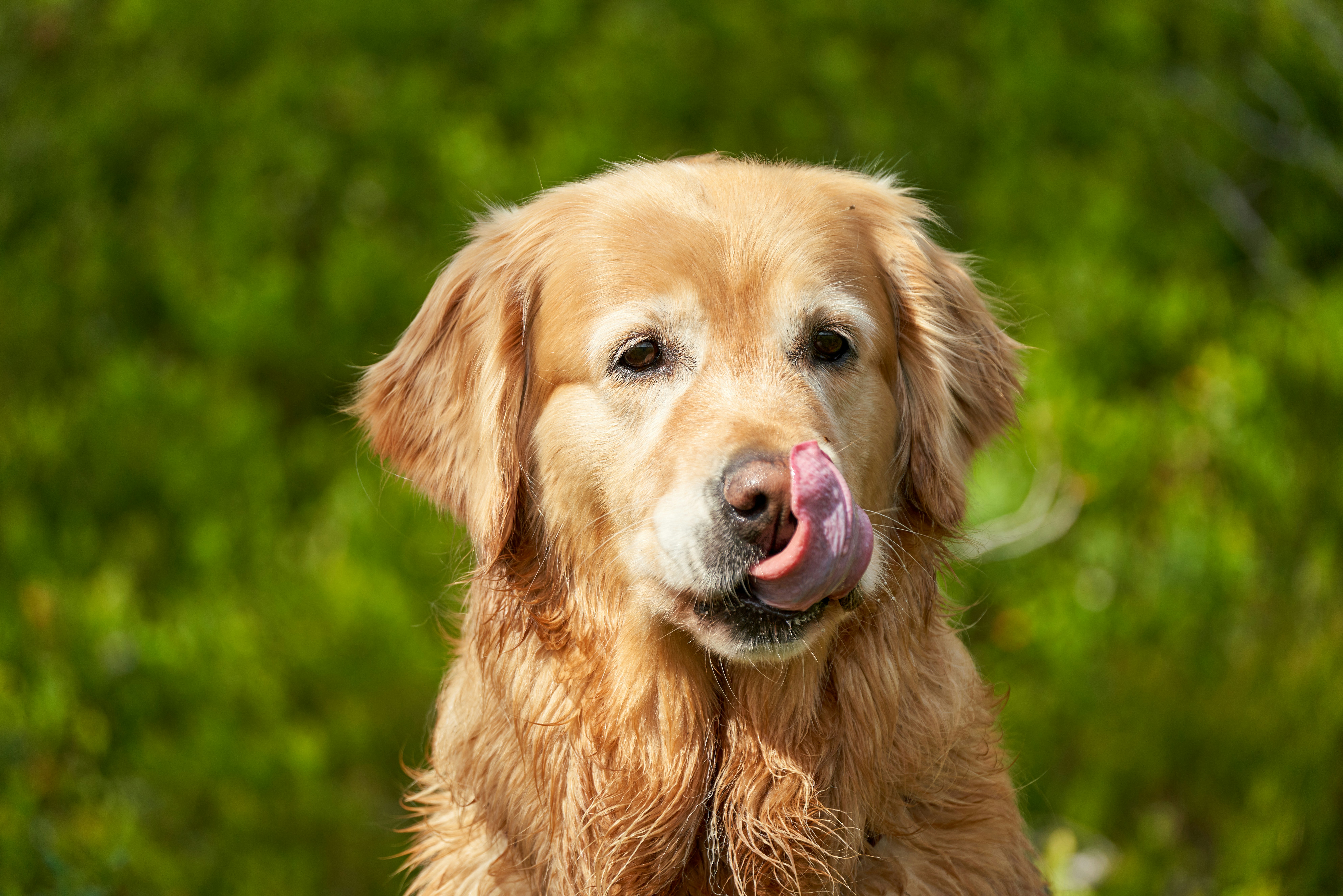 Beautiful adult female golden retriever front portrait with tongue out, strong green background on a sunny summer day