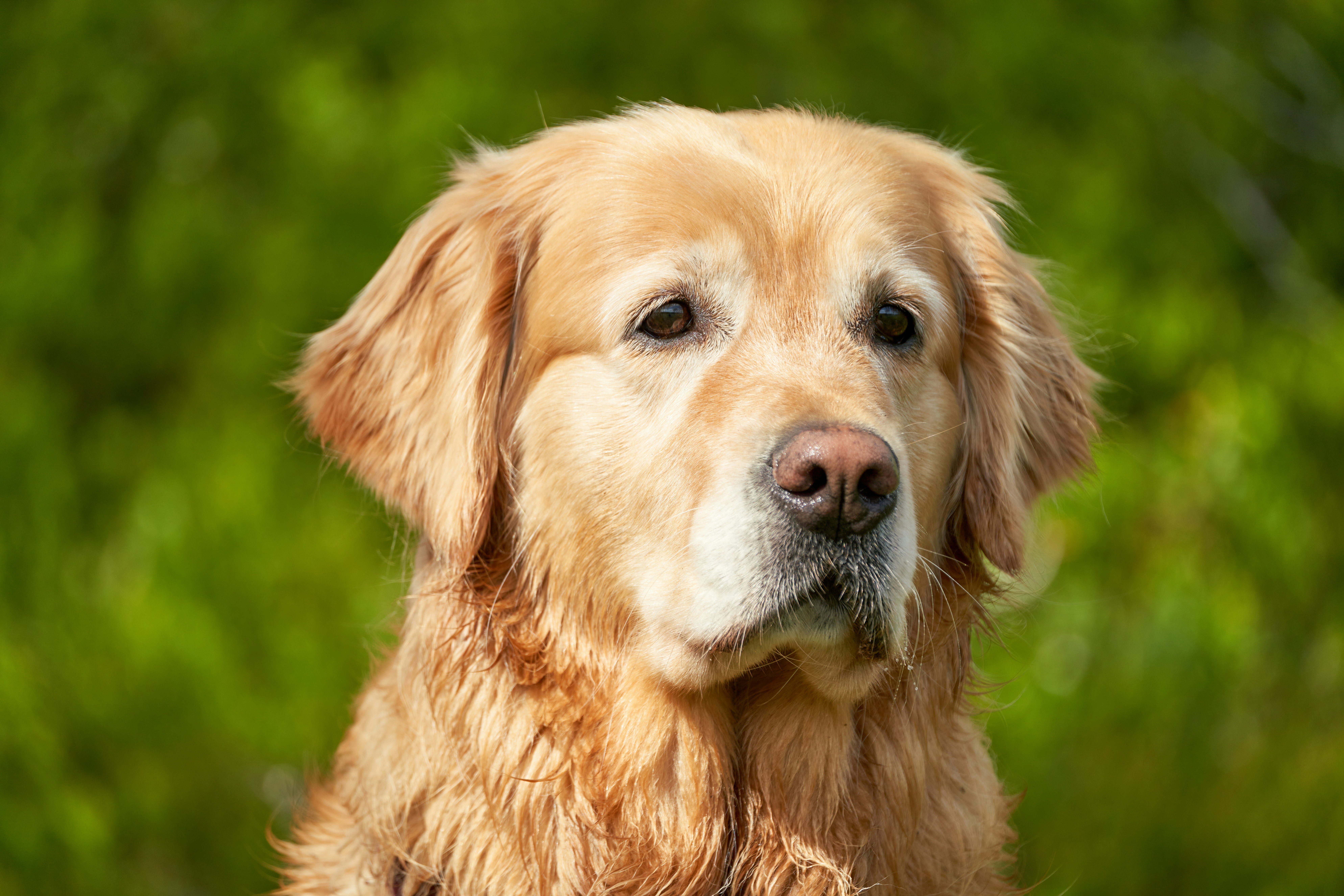 Beautiful adult female golden retriever front portrait with strong green background on a sunny summer day | Here is a possible caption: a golden retriever looking off into the distance.