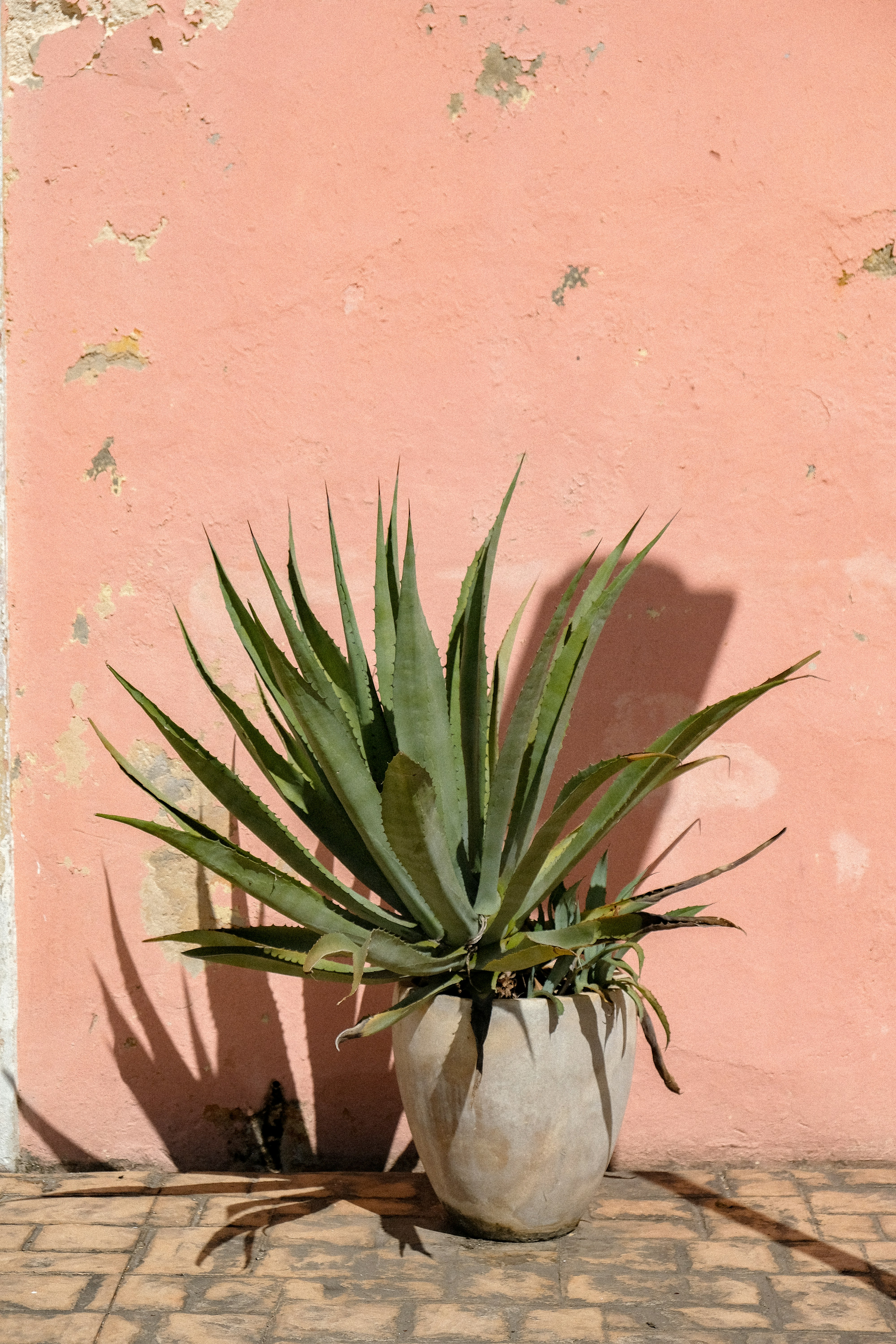 Agave plant in a pot against a peach wall.