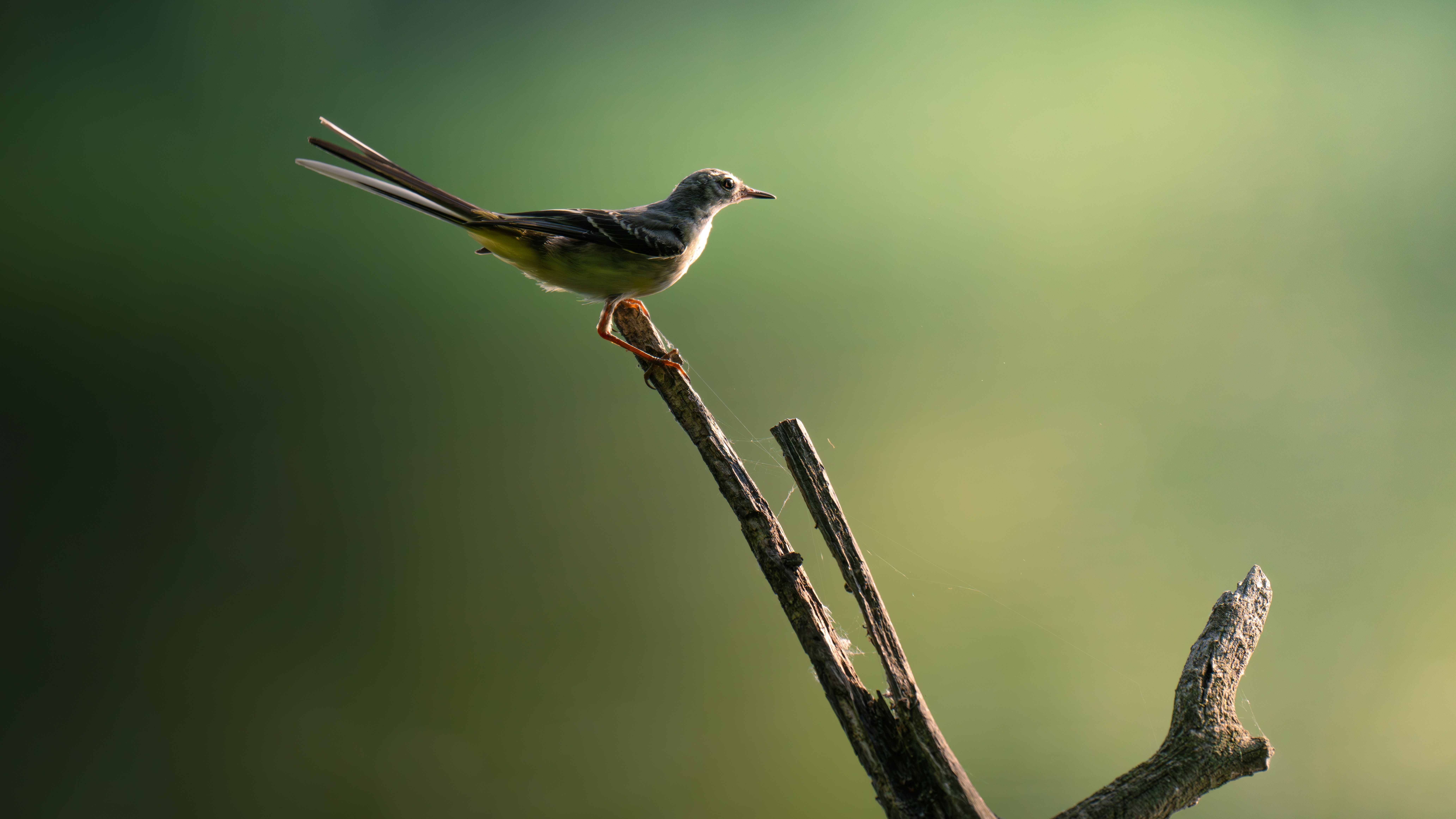 A bird perches on a branch. photo – Free Bird Image on Unsplash