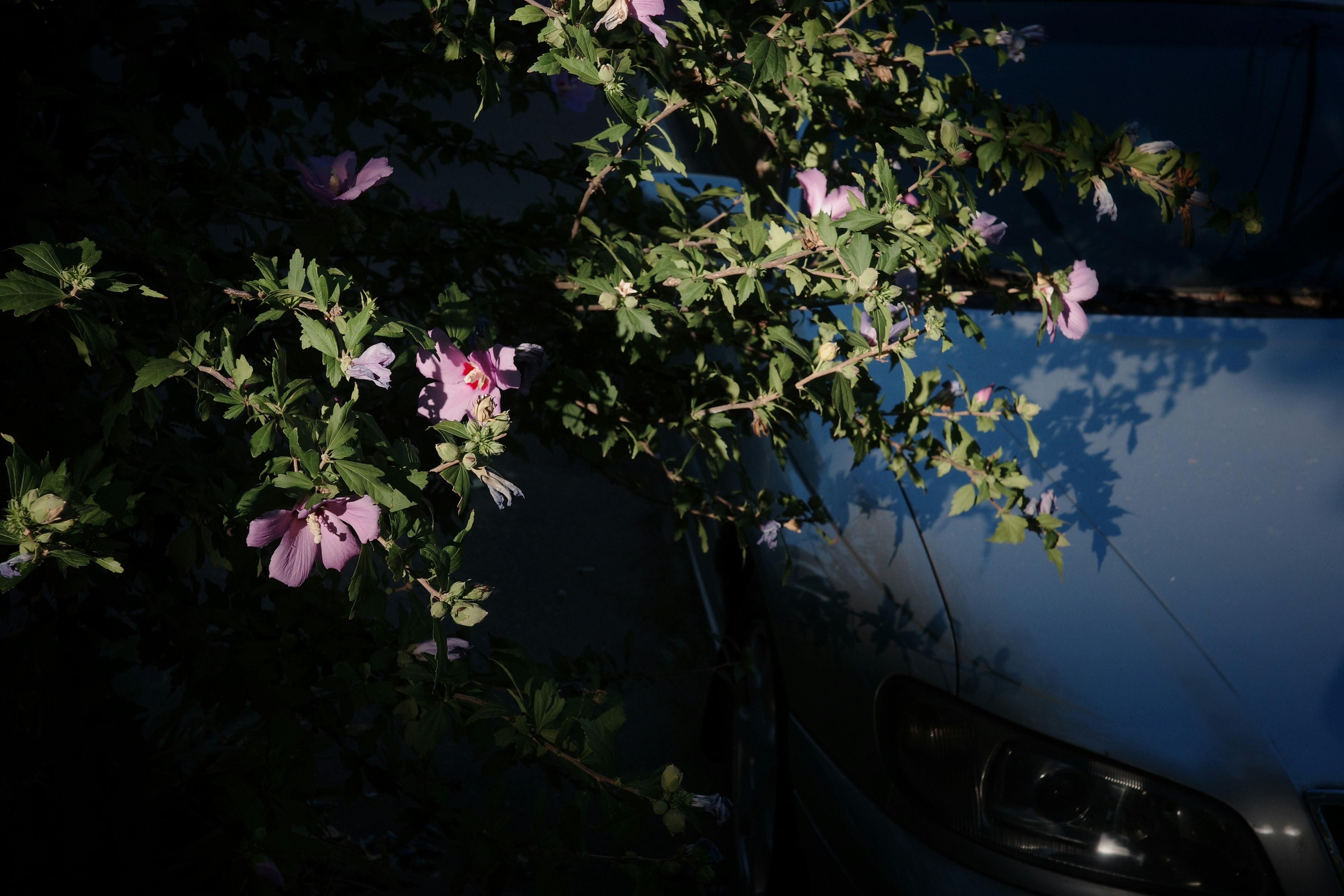Delicate pink flowers intertwine with a blue car, creating a serene contrast between nature and urban life.