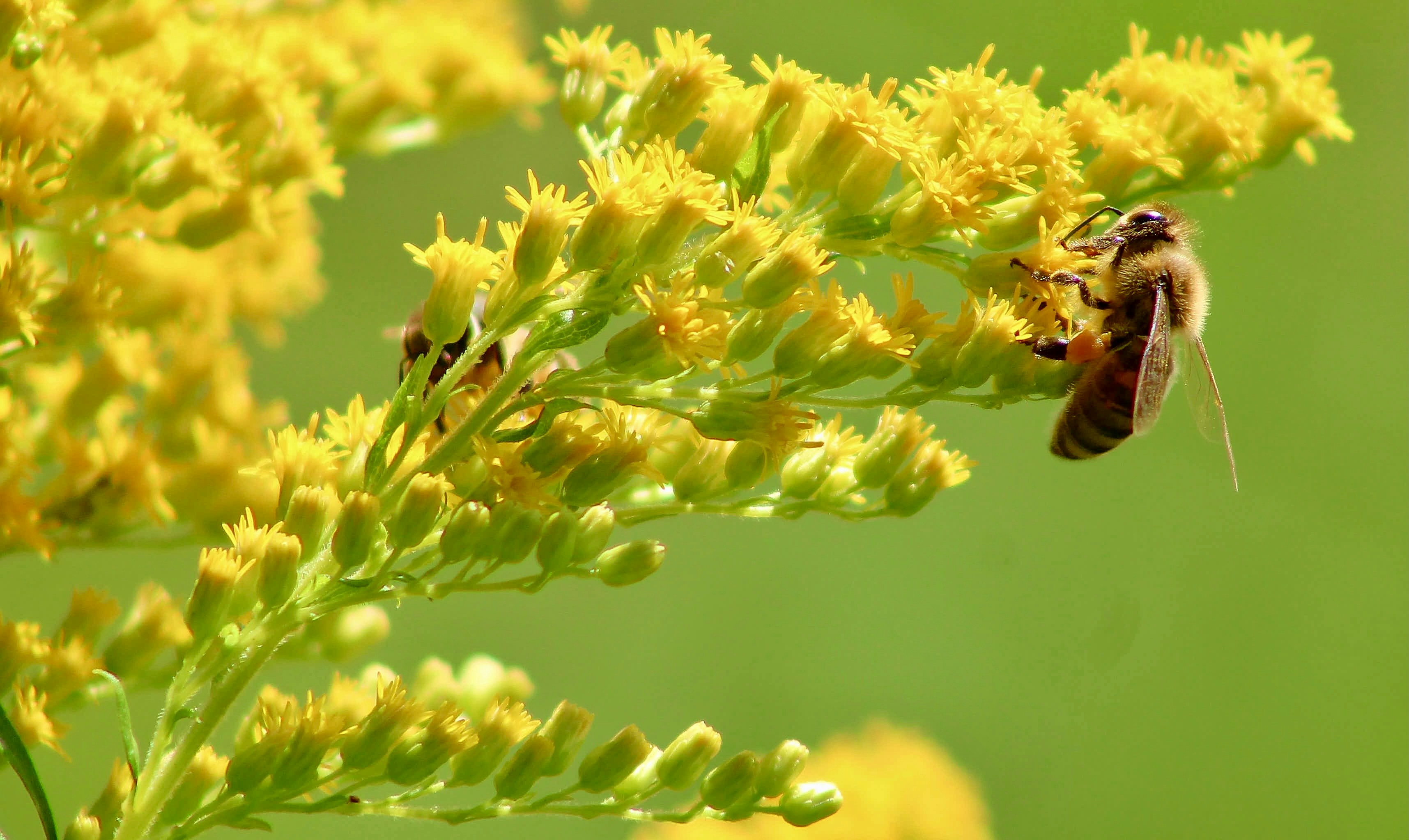 A bee collects pollen from a yellow flower.