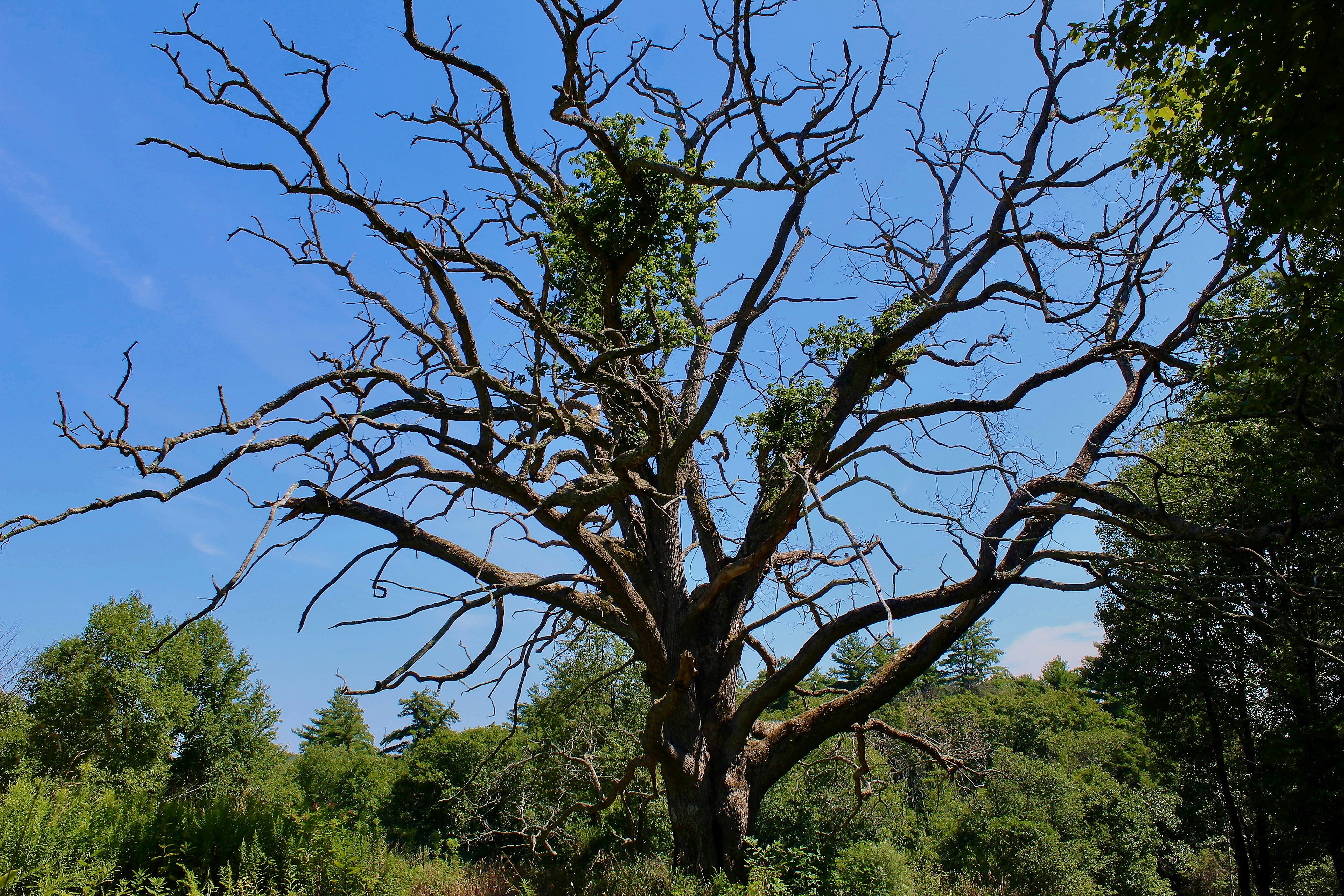 A tall, bare tree reaches for the sky.