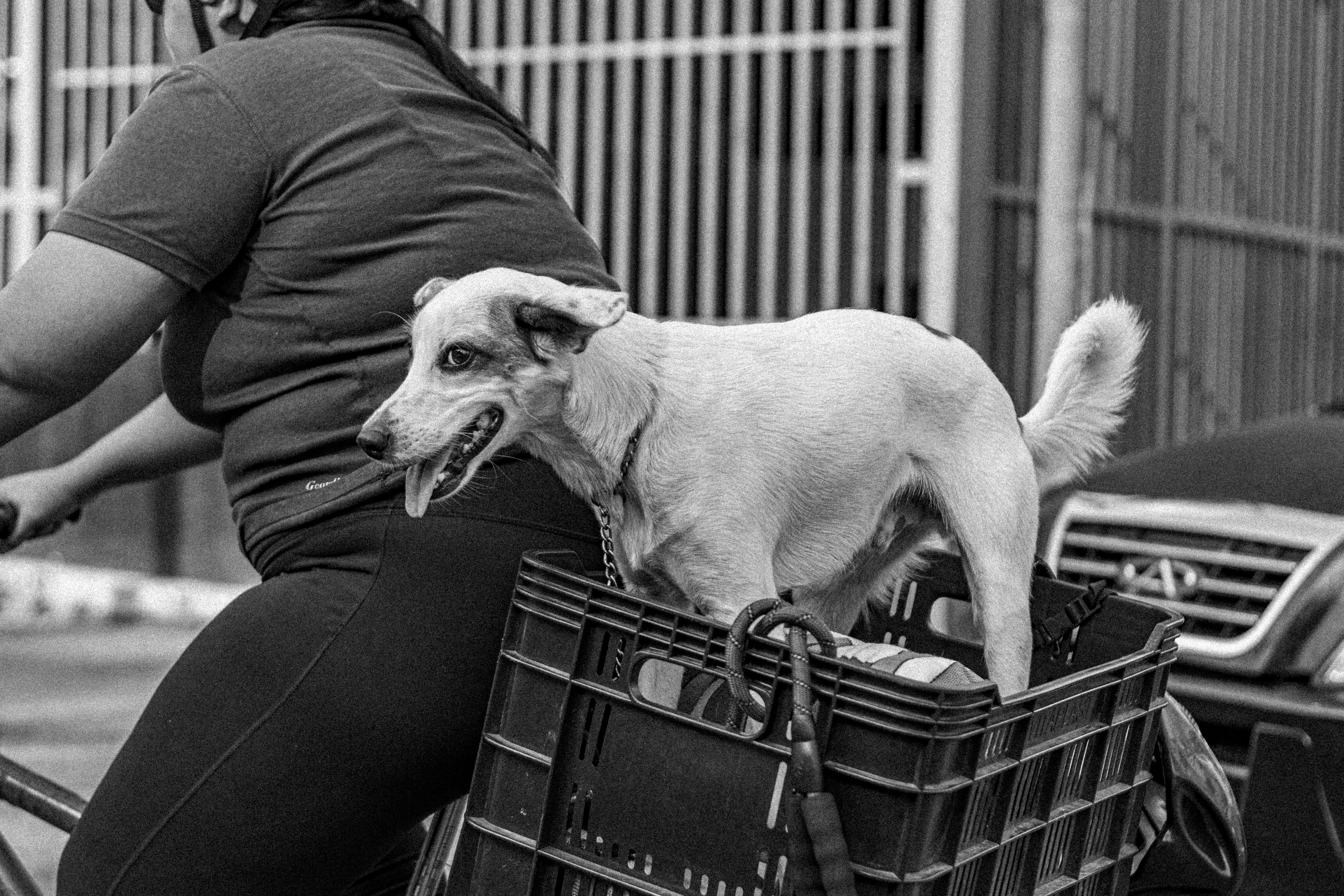 A playful dog rides in a bicycle basket, tongue out, as its owner pedals through the city. The scene captures a moment of joy and companionship.