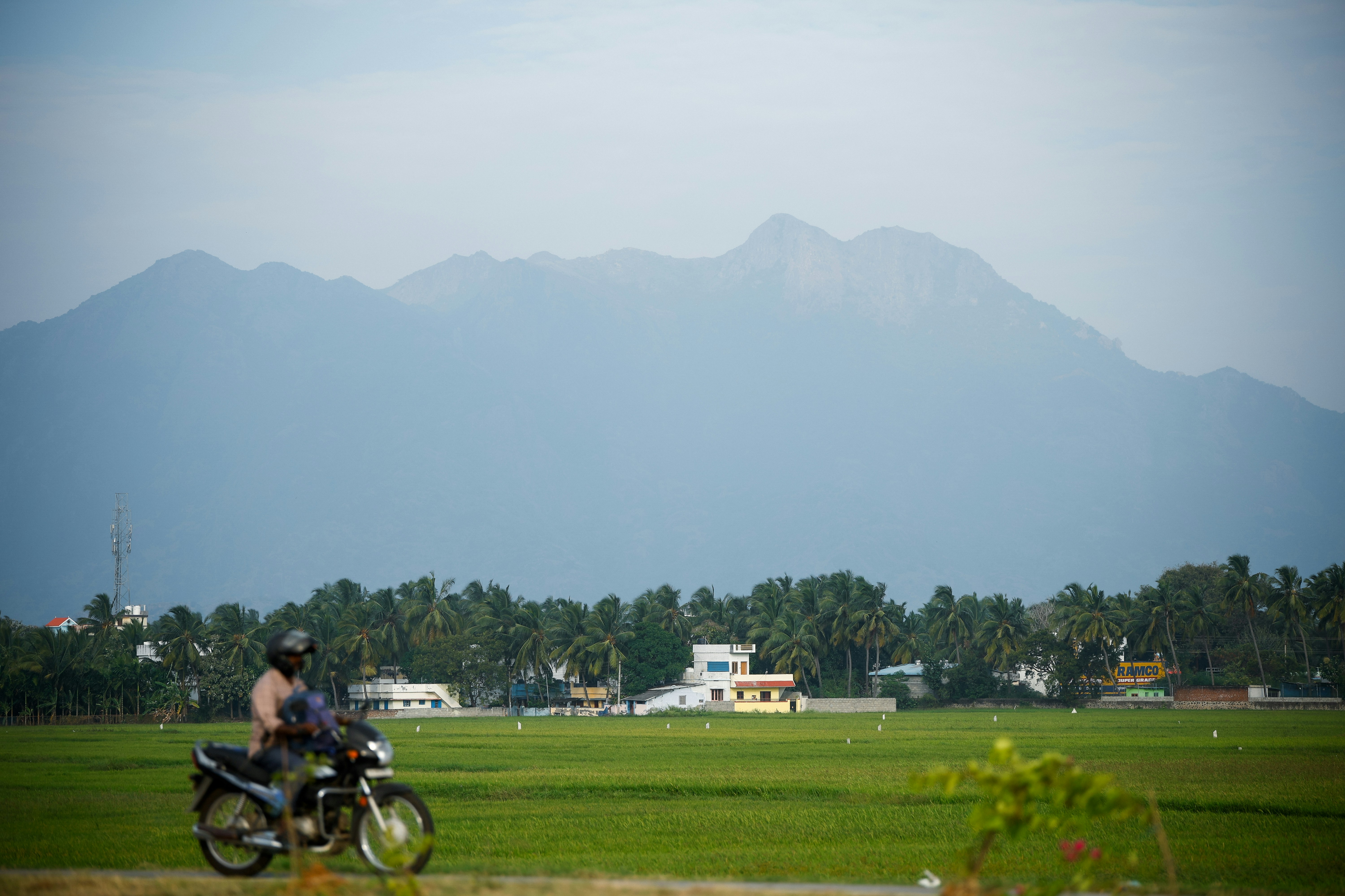 Motorcyclist rides past rice fields with mountains.