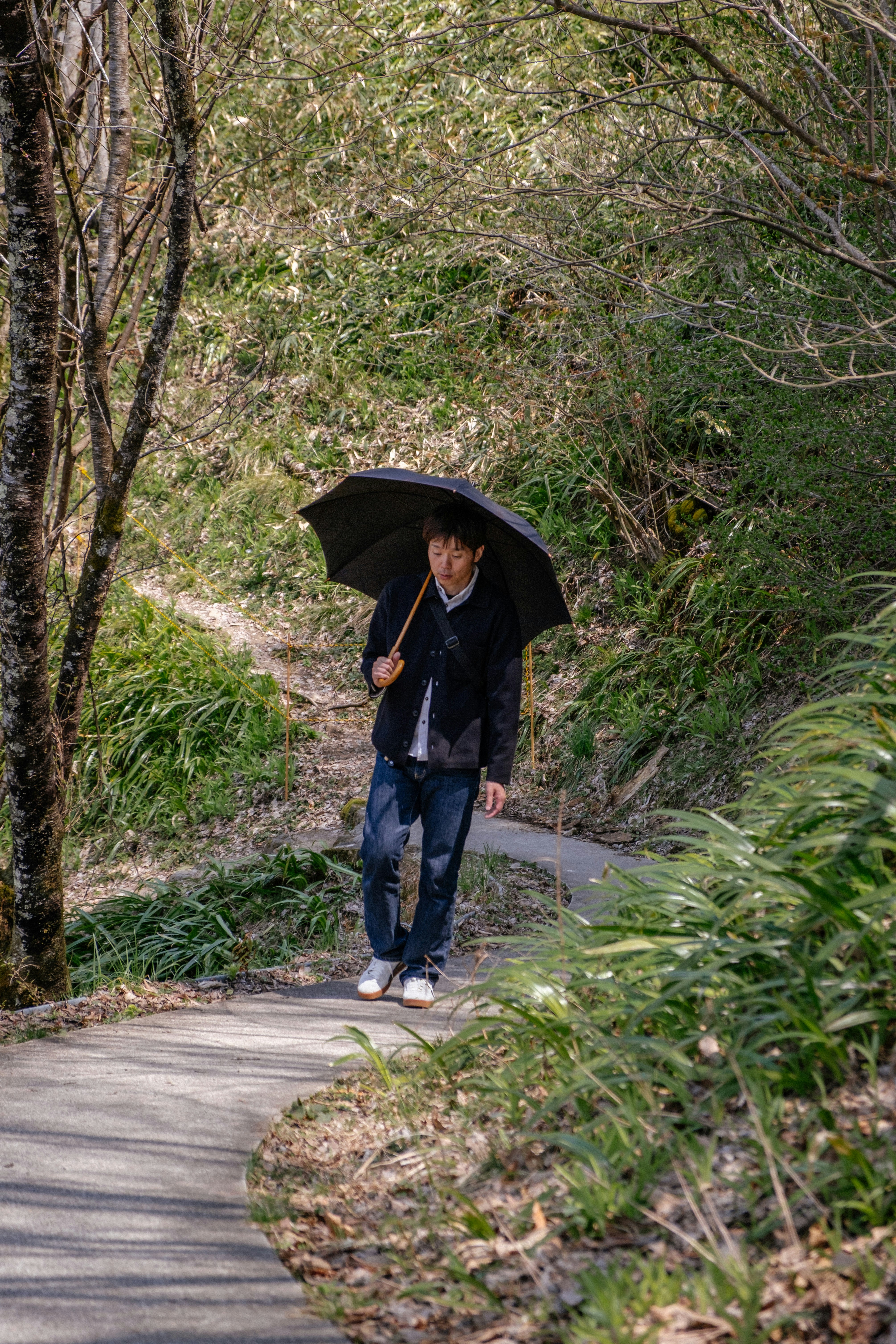 A Serene Stroll Through Nature's Path