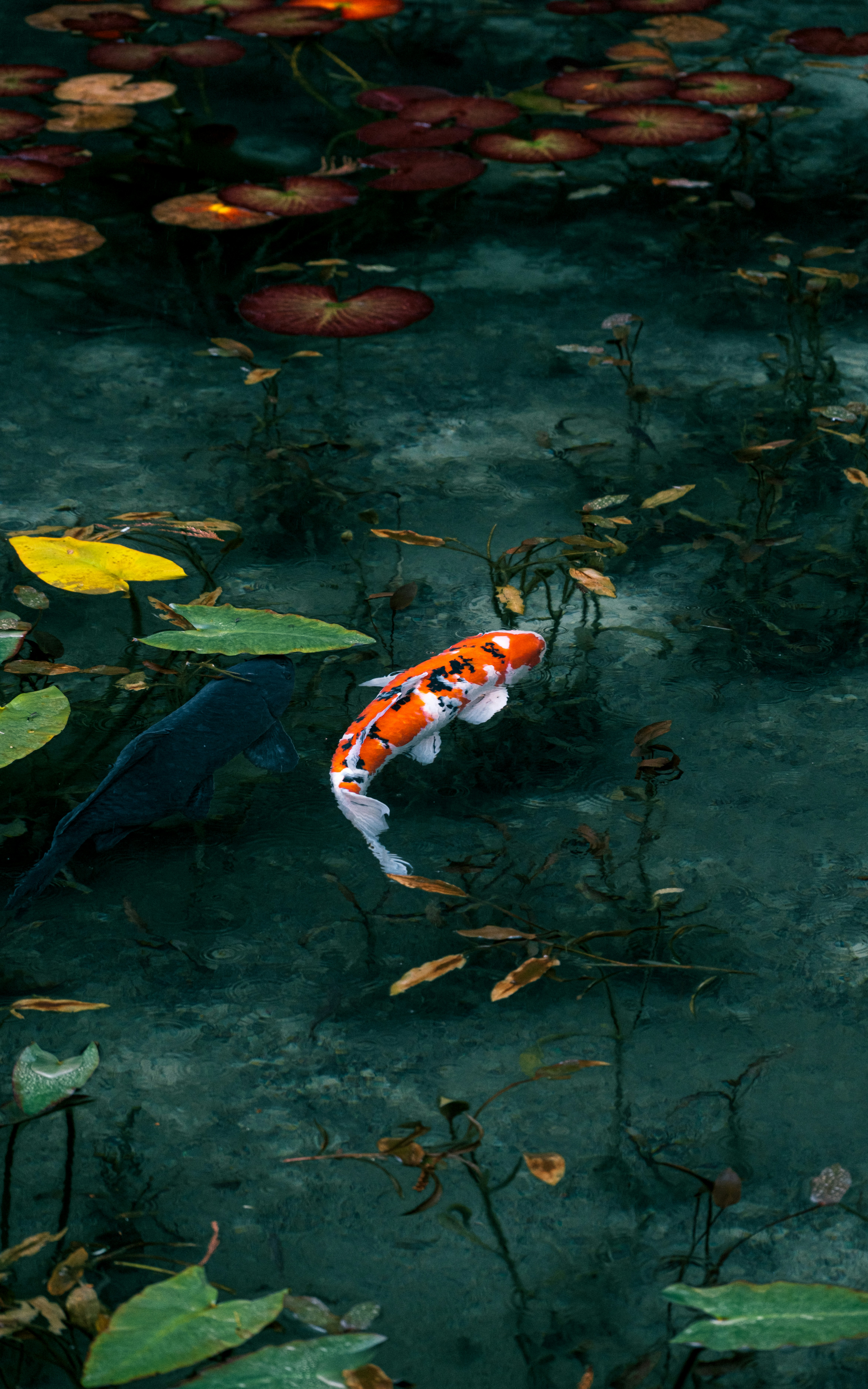 Koi fish swim in a pond with lily pads. photo – Free Wallpaper for ...