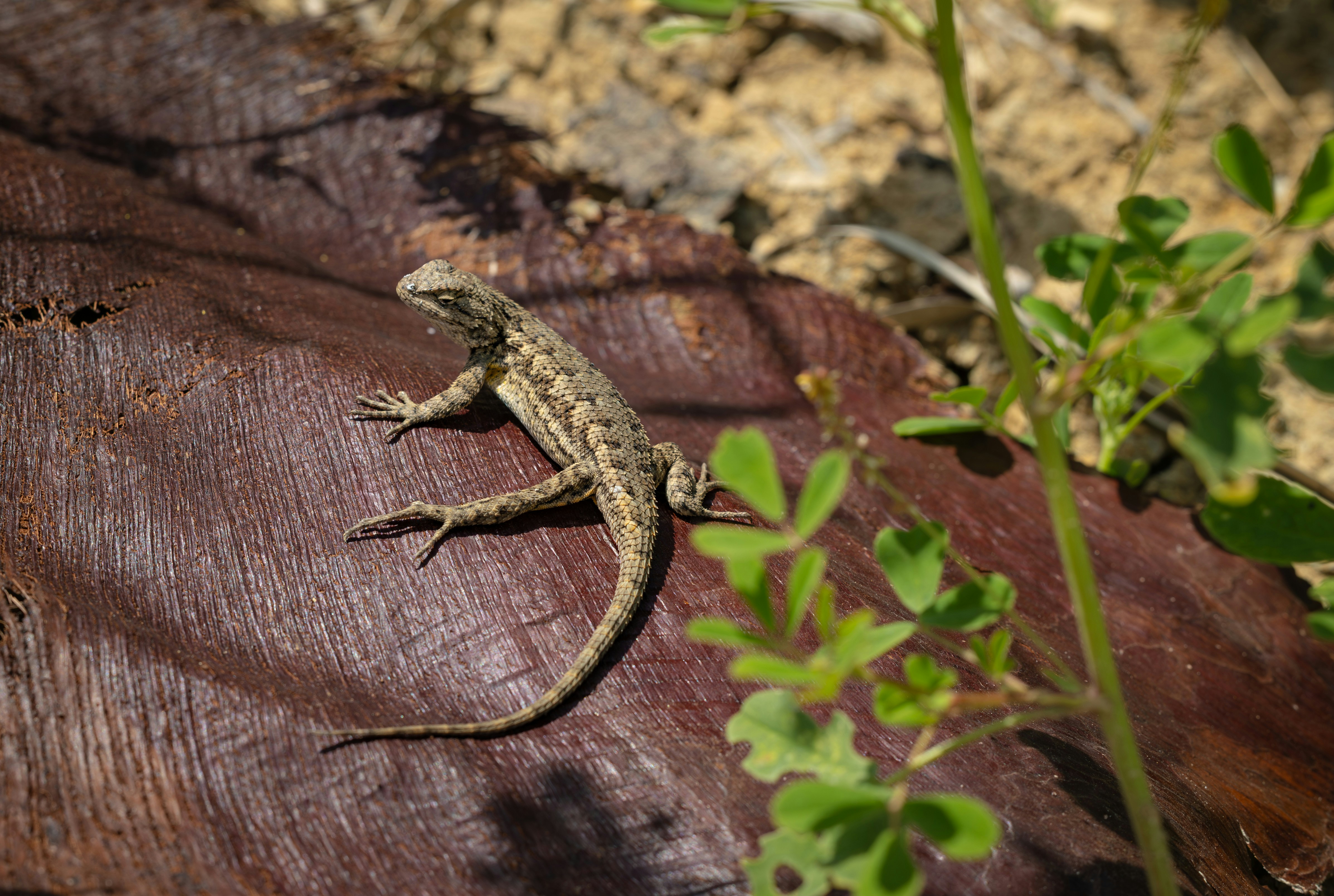 Lizard basking on a weathered log surrounded by green foliage.