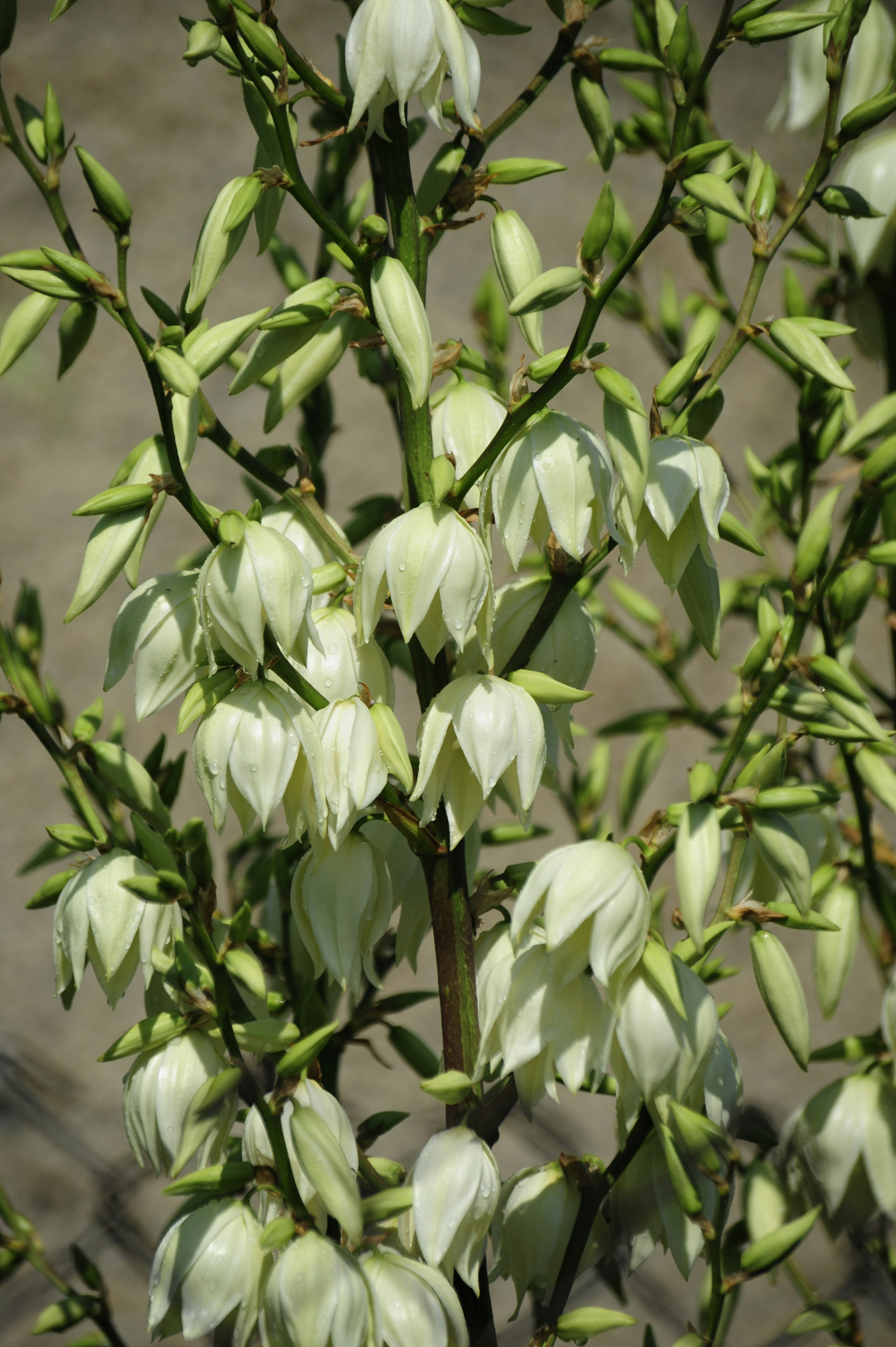 Des fleurs blanches en forme de cloche s’épanouissent sur une plante ...