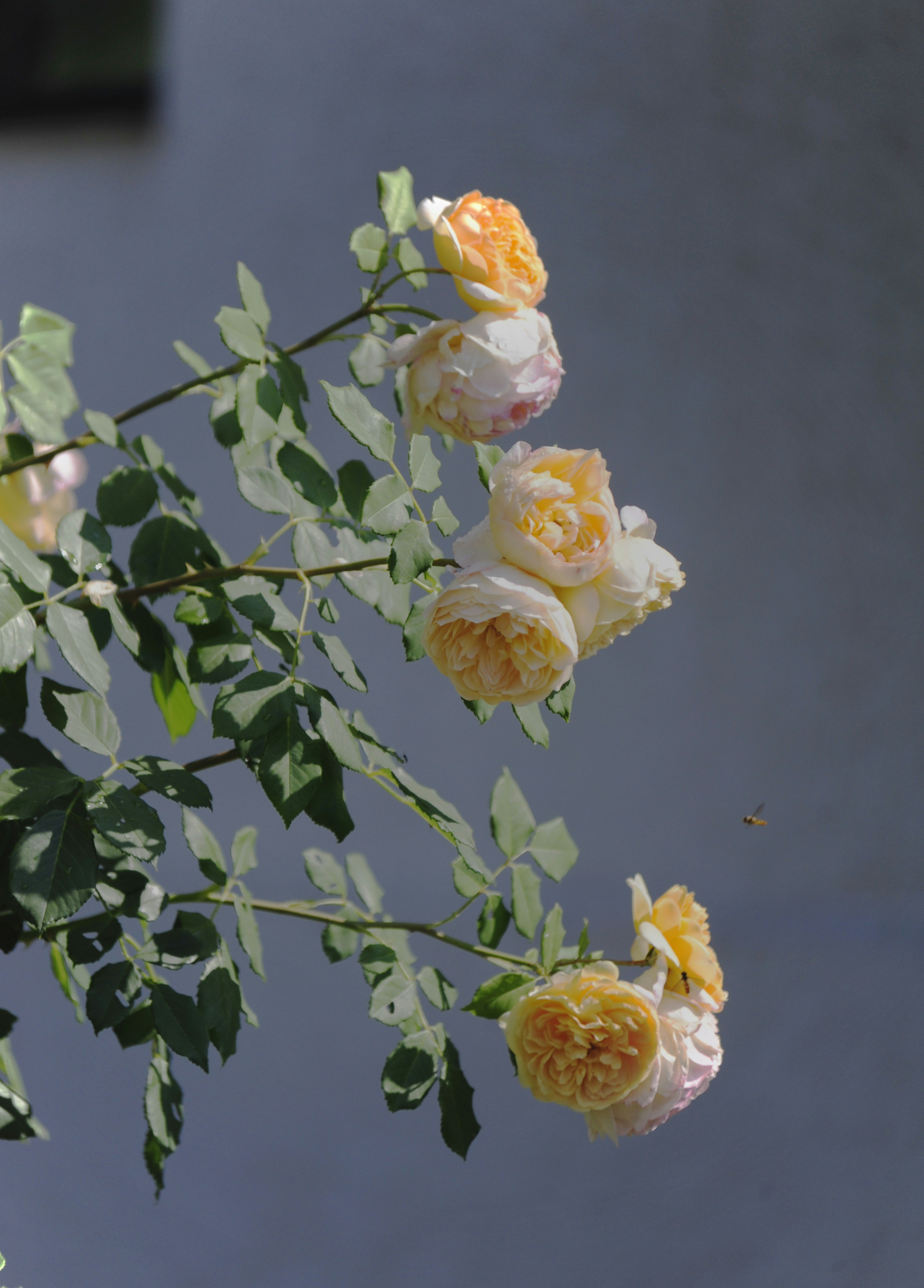 Delicate roses in soft yellow and white hues gracefully adorn a green branch, highlighted by natural sunlight. A tiny bee flits nearby, adding a touch of life to the serene scene.