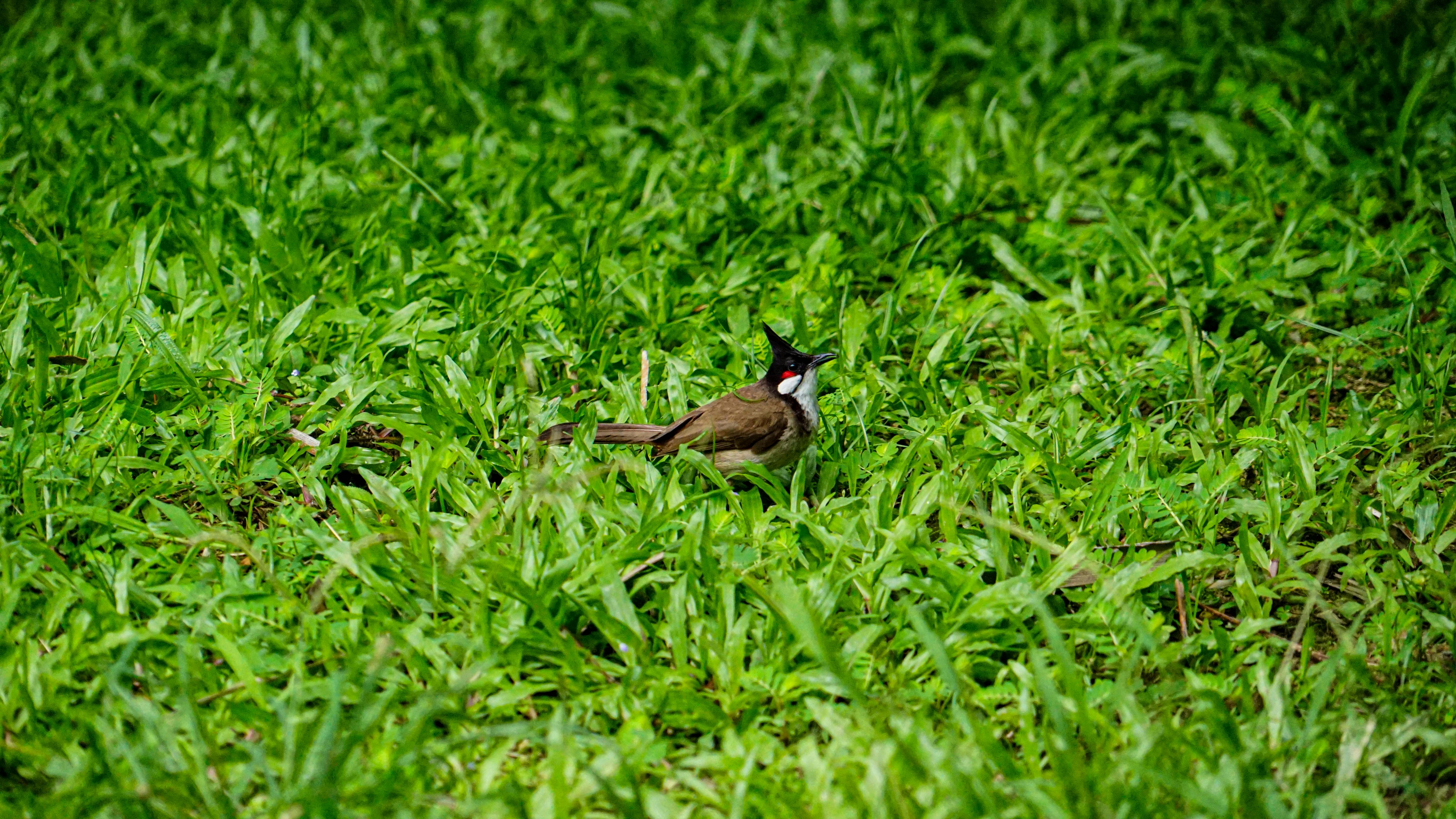Emerald Glade: Red-whiskered Bulbul on a Quiet Perch