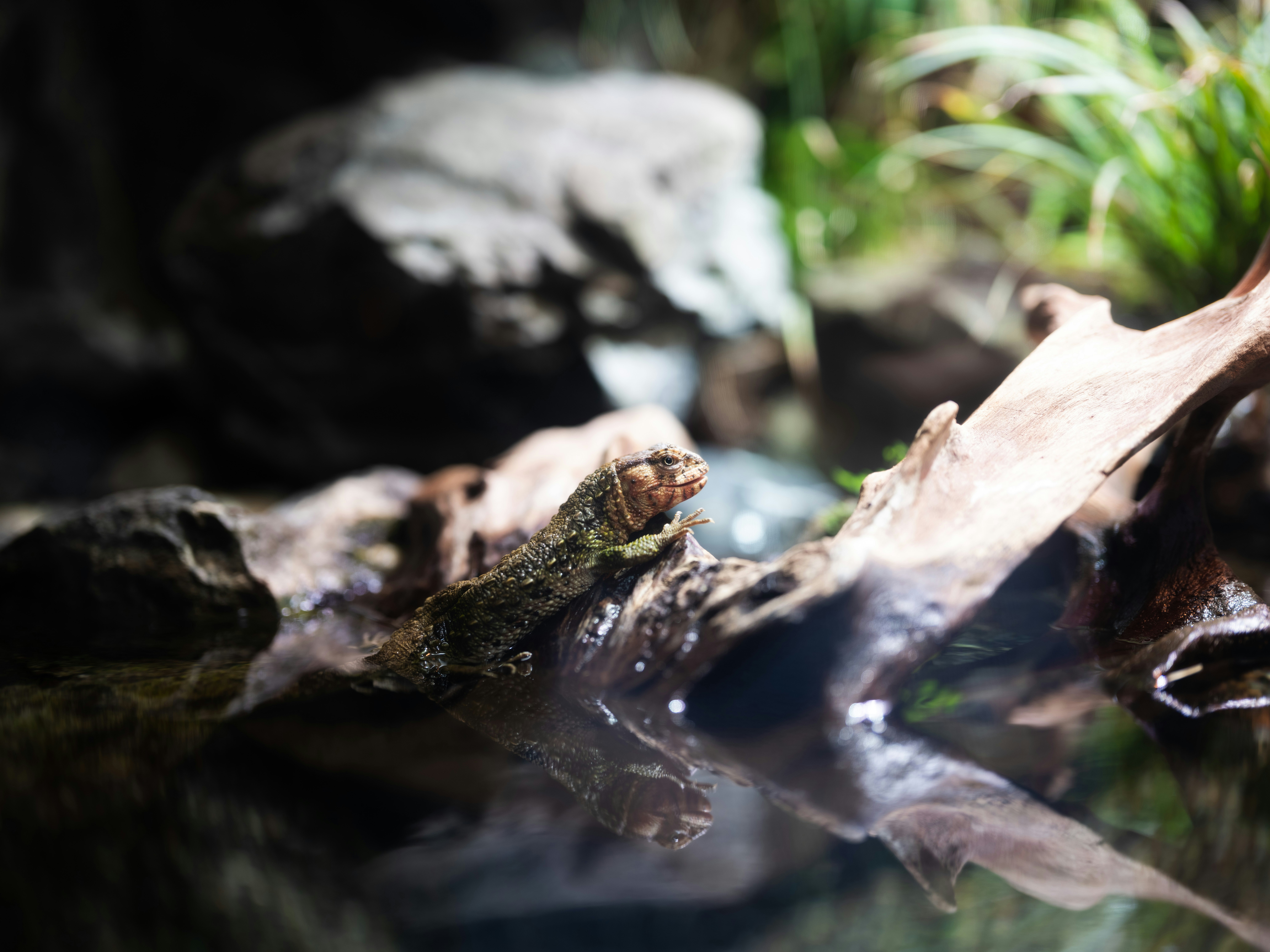 Photo by あま あわれ with Fujifilm GFX50S II